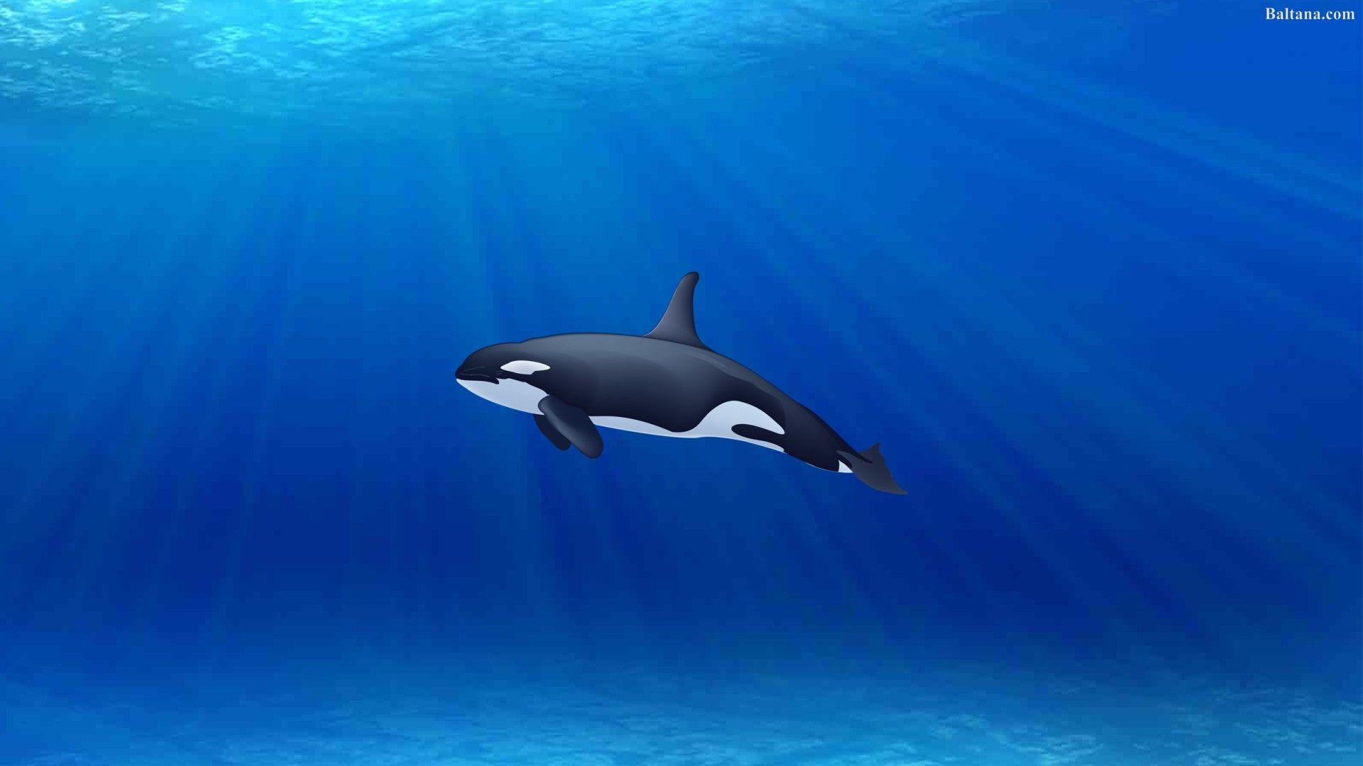 Whale Wallpapers - Top Free Whale Backgrounds - WallpaperAccess