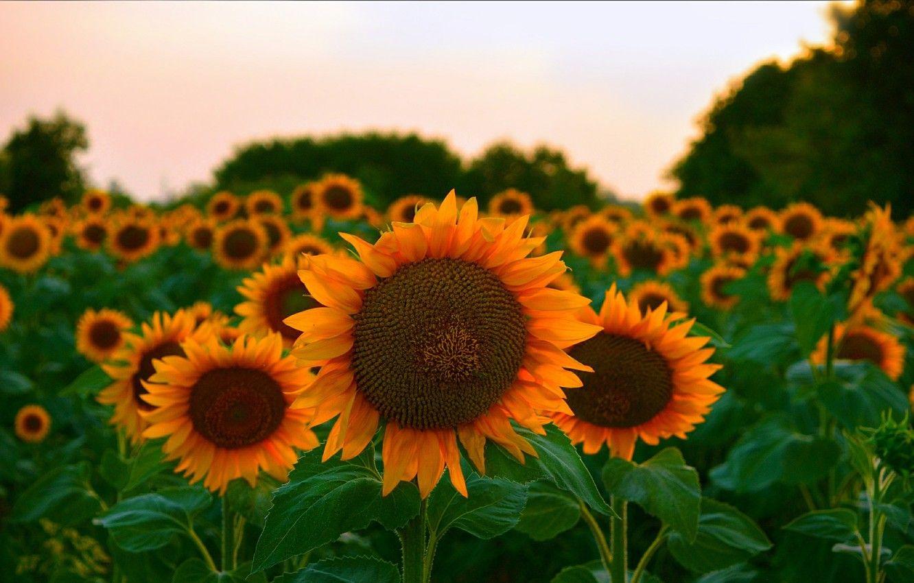Sunflower Sunset HD Wallpapers - Top Free Sunflower Sunset HD ...