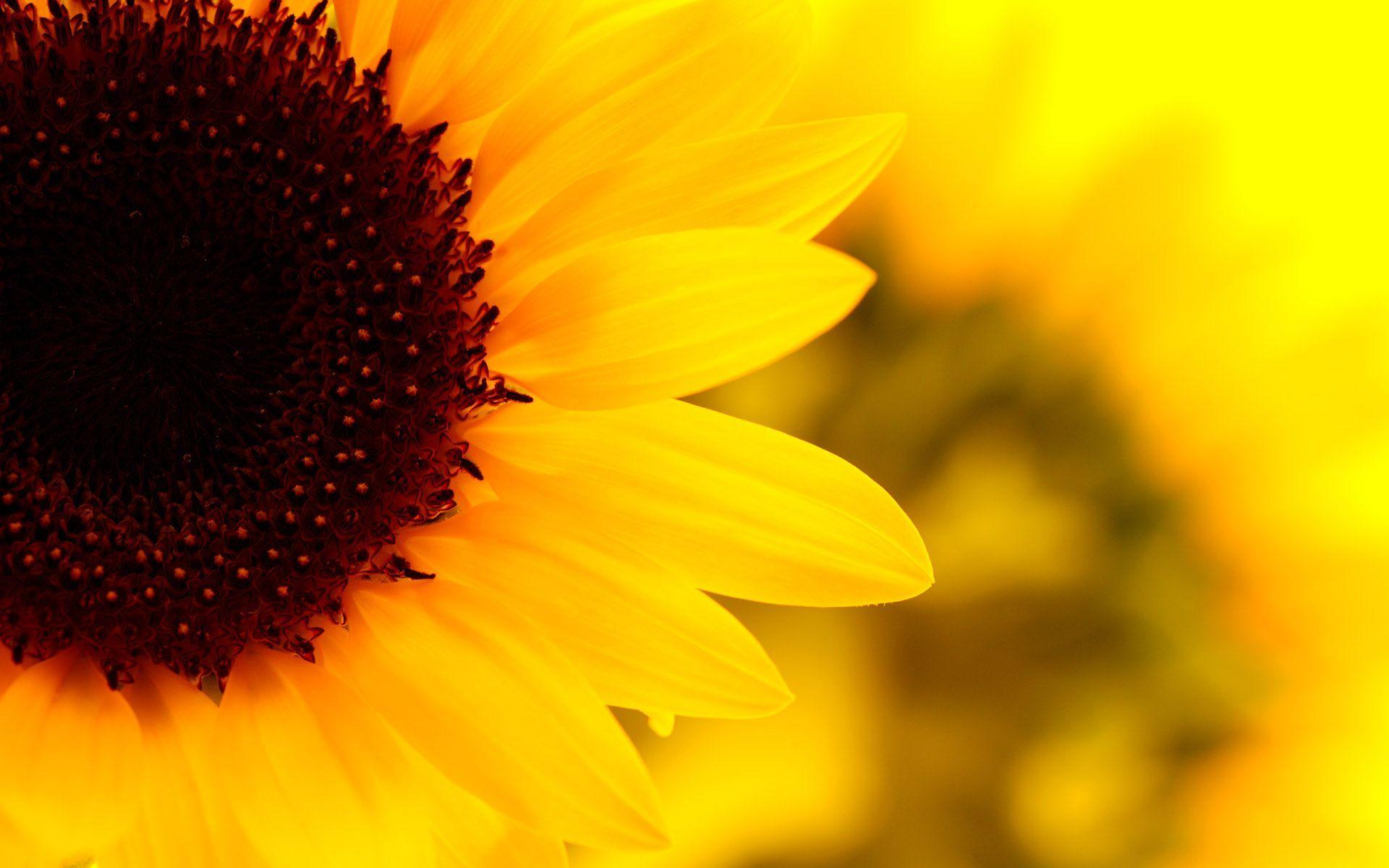 Full HD Sunflower Wallpapers - Top Free Full HD Sunflower Backgrounds ...