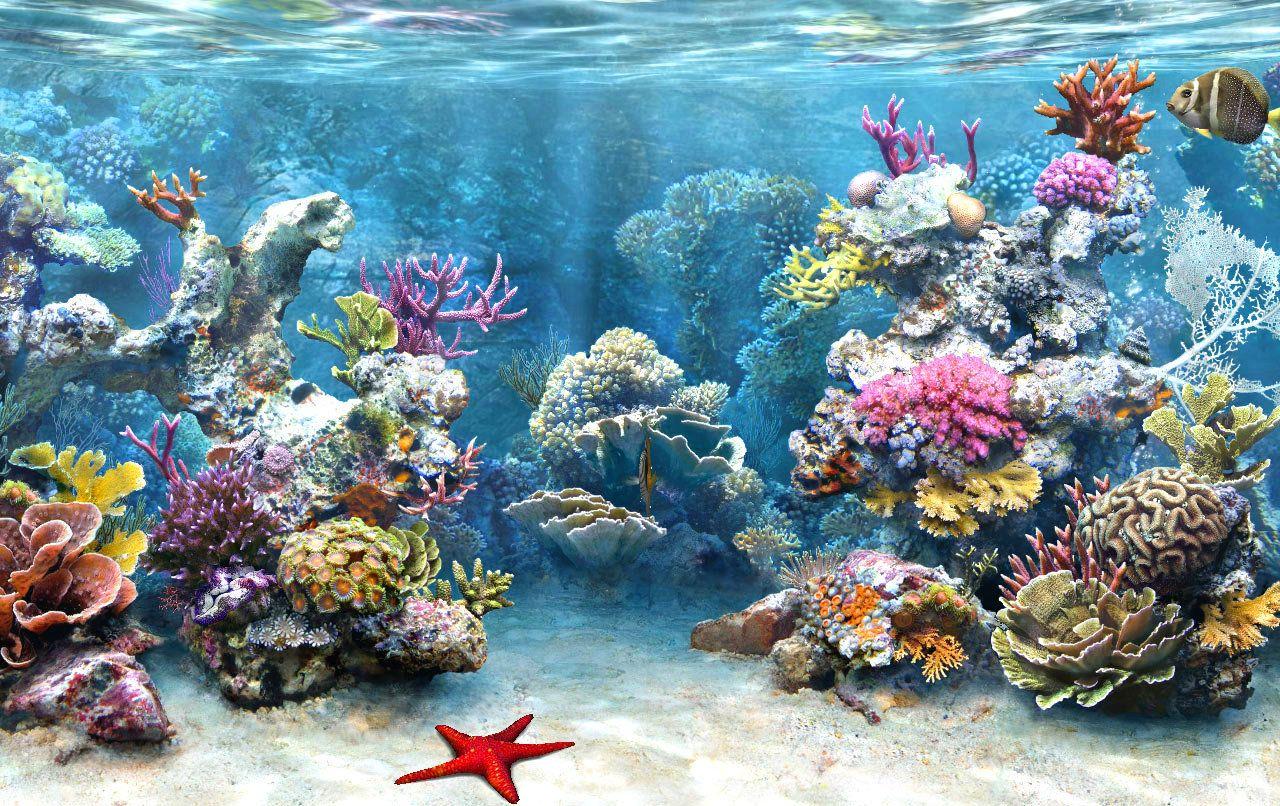 Coral Wallpapers - Top Free Coral Backgrounds - WallpaperAccess