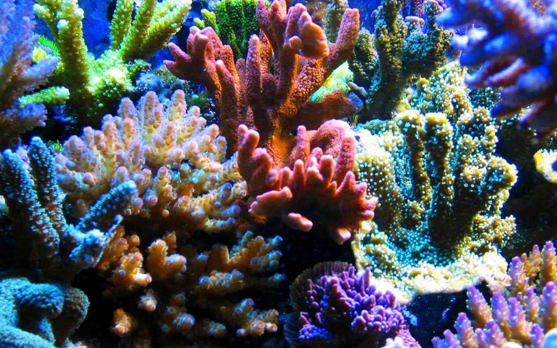 Coral Wallpapers - Top Free Coral Backgrounds - WallpaperAccess