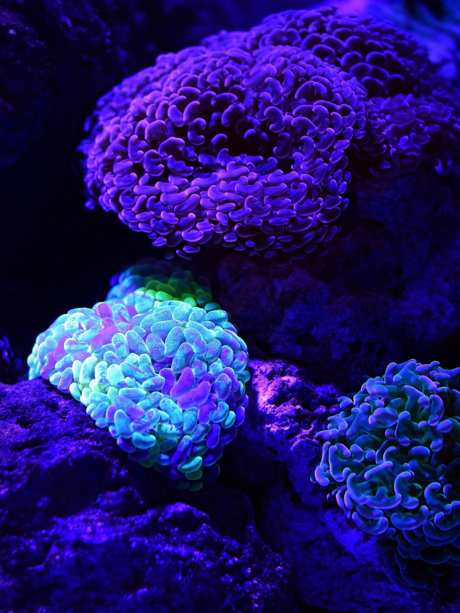 Coral Wallpapers - Top Free Coral Backgrounds - WallpaperAccess