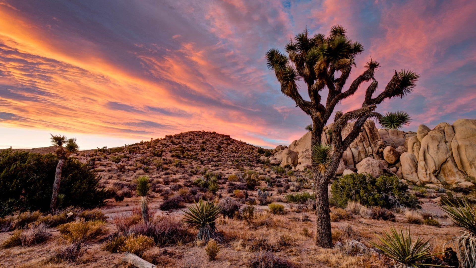 Joshua Tree Wallpapers - Top Free Joshua Tree Backgrounds - WallpaperAccess