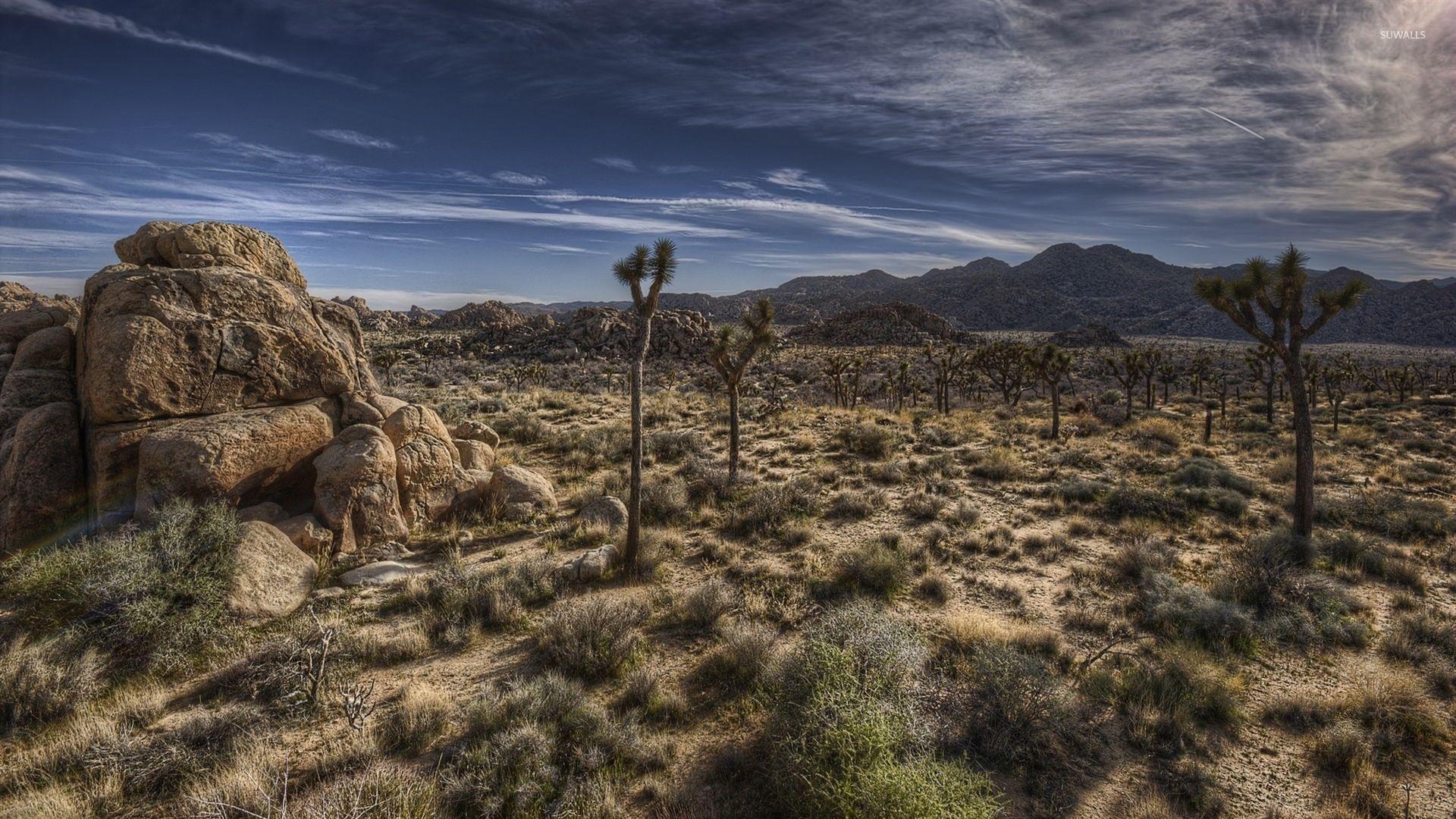 Joshua Tree Wallpapers - Top Free Joshua Tree Backgrounds - WallpaperAccess