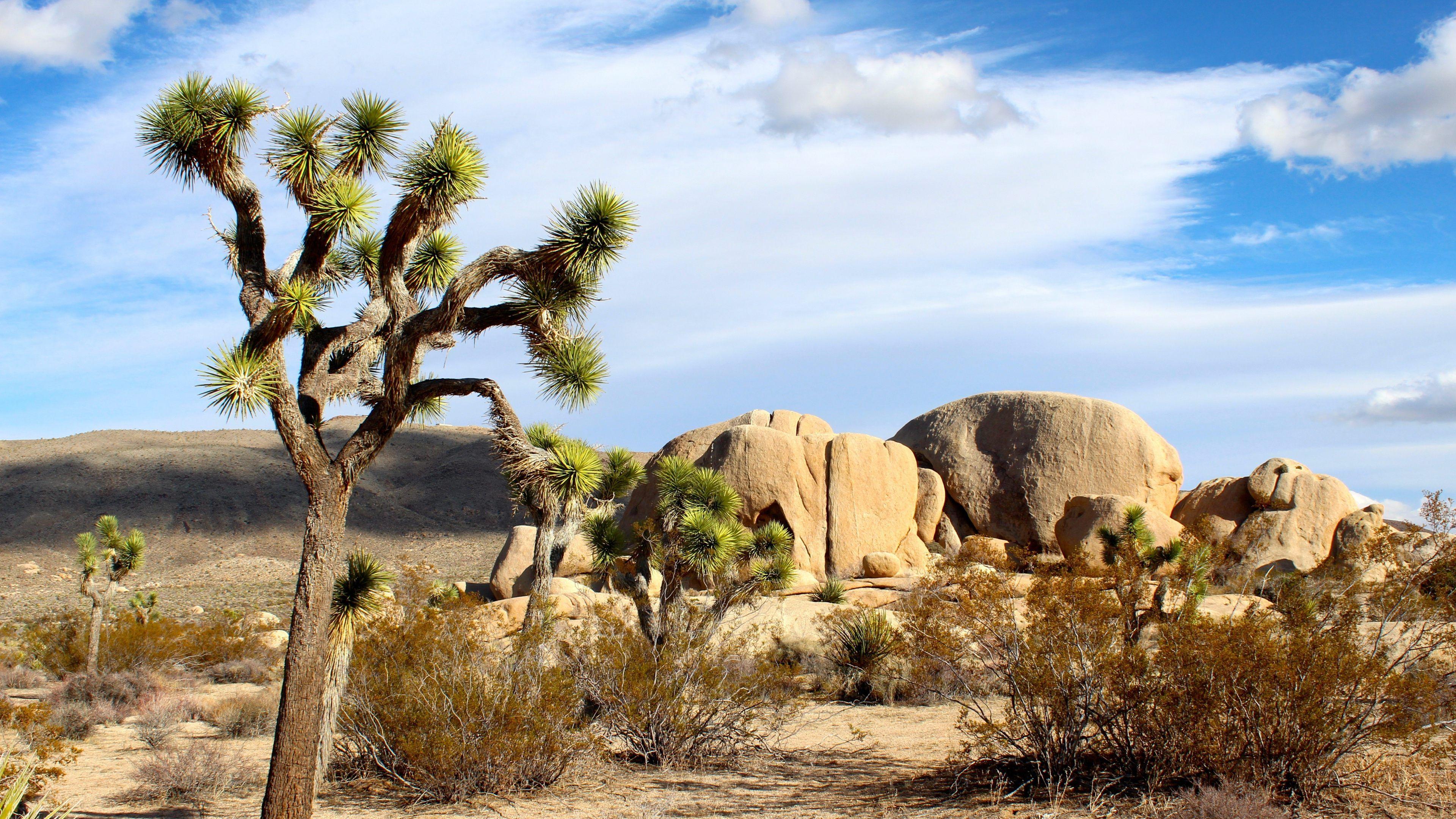 Joshua Tree Wallpapers - Top Free Joshua Tree Backgrounds - WallpaperAccess