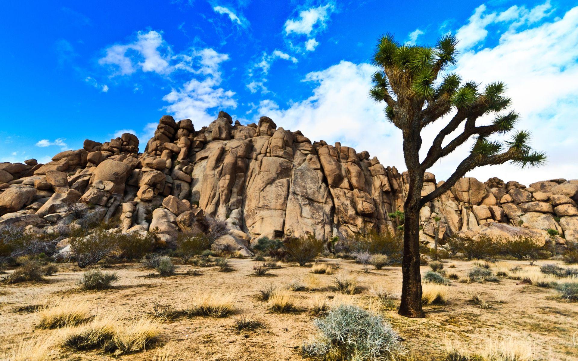 Joshua Tree Wallpapers - Top Free Joshua Tree Backgrounds - WallpaperAccess
