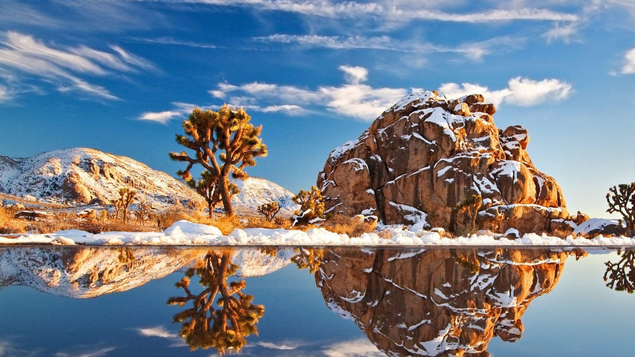 Joshua Tree Wallpapers - Top Free Joshua Tree Backgrounds - WallpaperAccess