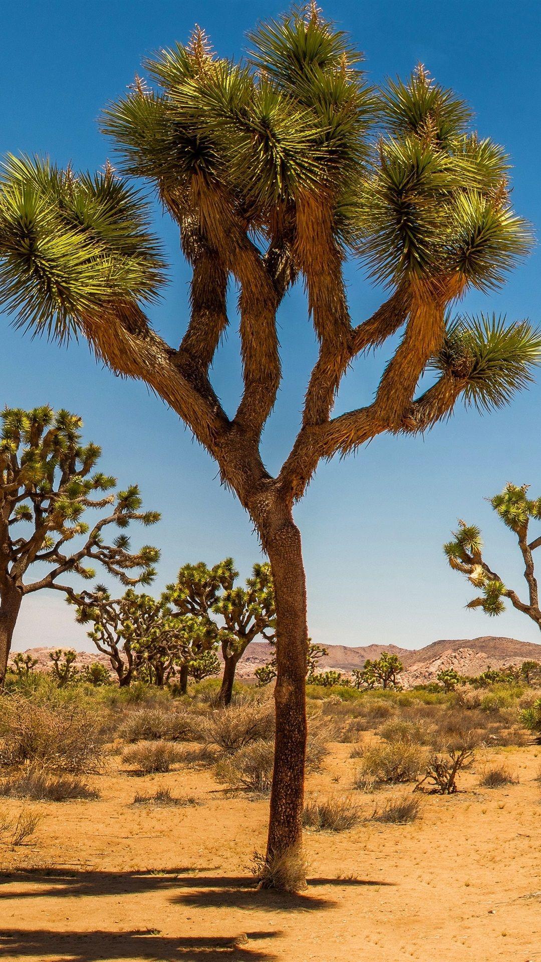 Joshua Tree Wallpapers - Top Free Joshua Tree Backgrounds - WallpaperAccess