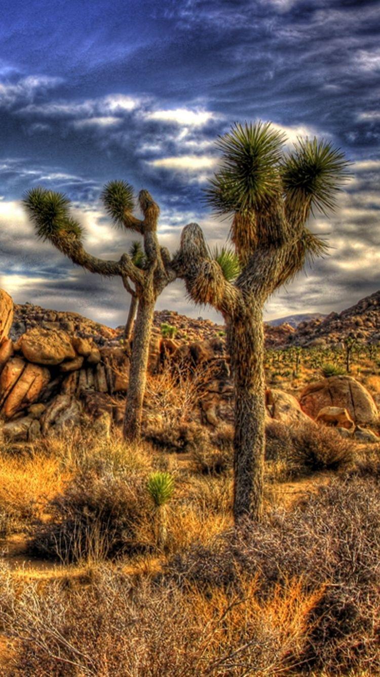 Joshua Tree Wallpapers - Top Free Joshua Tree Backgrounds - WallpaperAccess