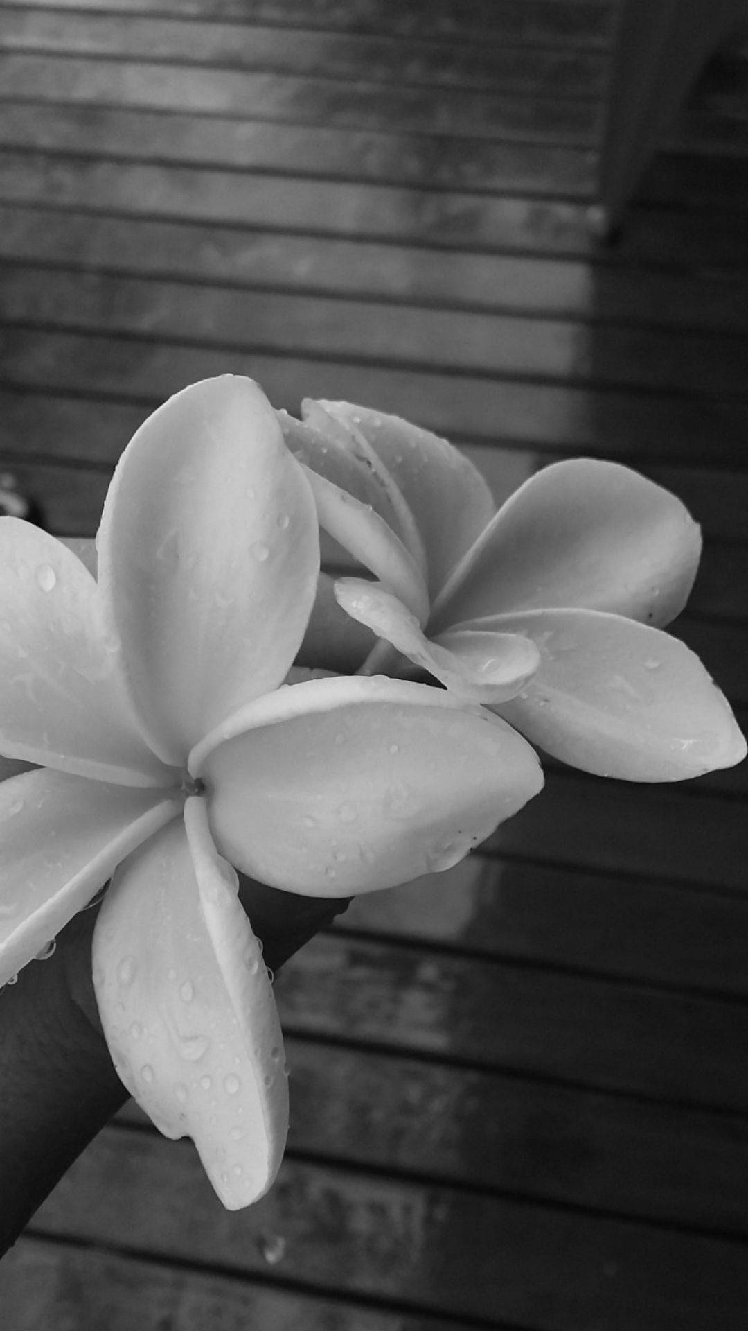 Dull Wallpapers - Top Free Dull Backgrounds - WallpaperAccess