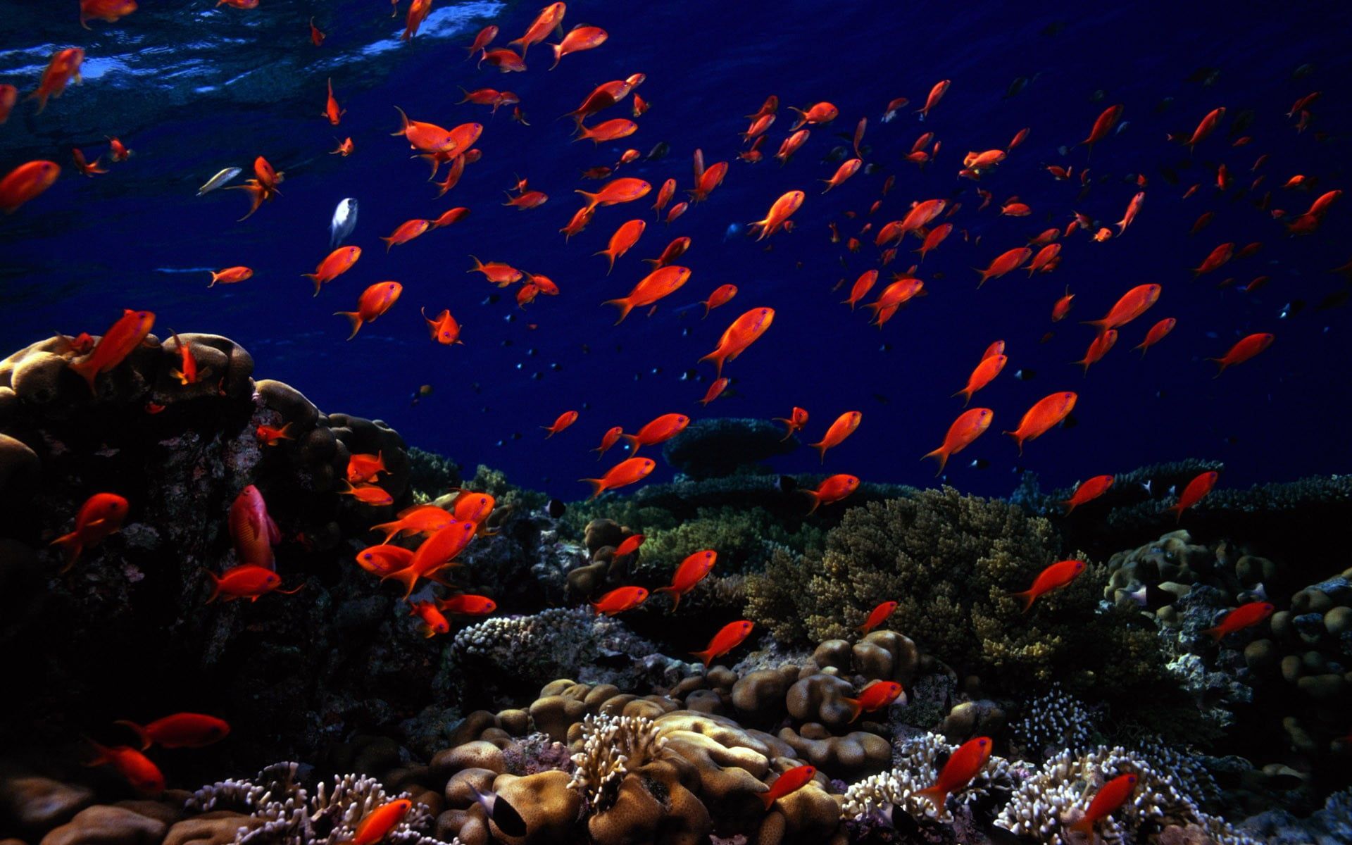 School of Fish Wallpapers - Top Free School of Fish Backgrounds ...