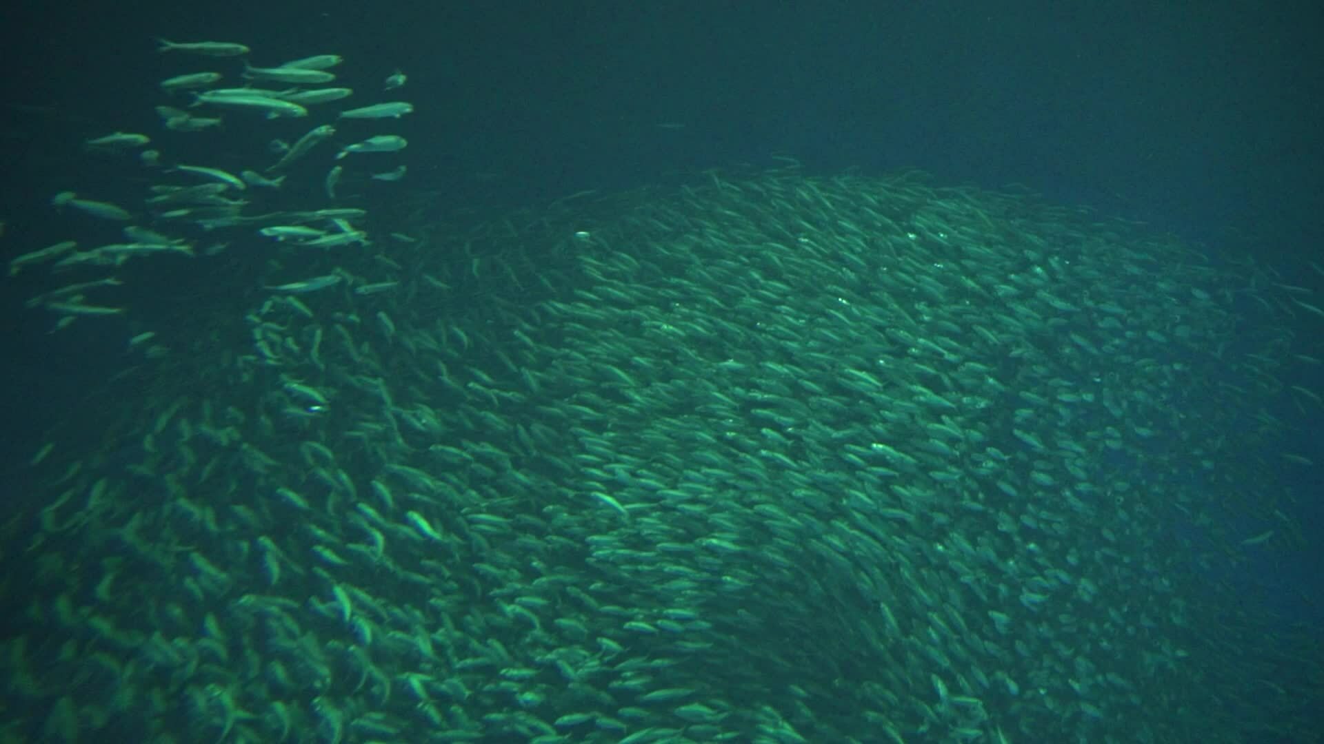 School of Fish Wallpapers - Top Free School of Fish Backgrounds ...