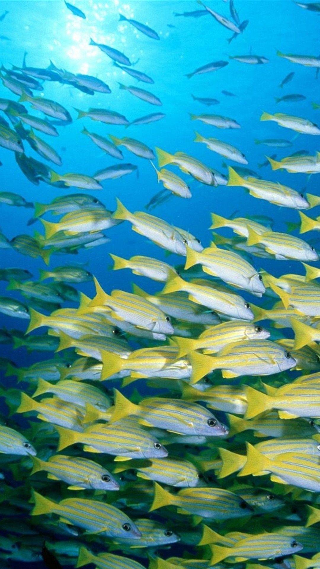 School of Fish Wallpapers - Top Free School of Fish Backgrounds ...