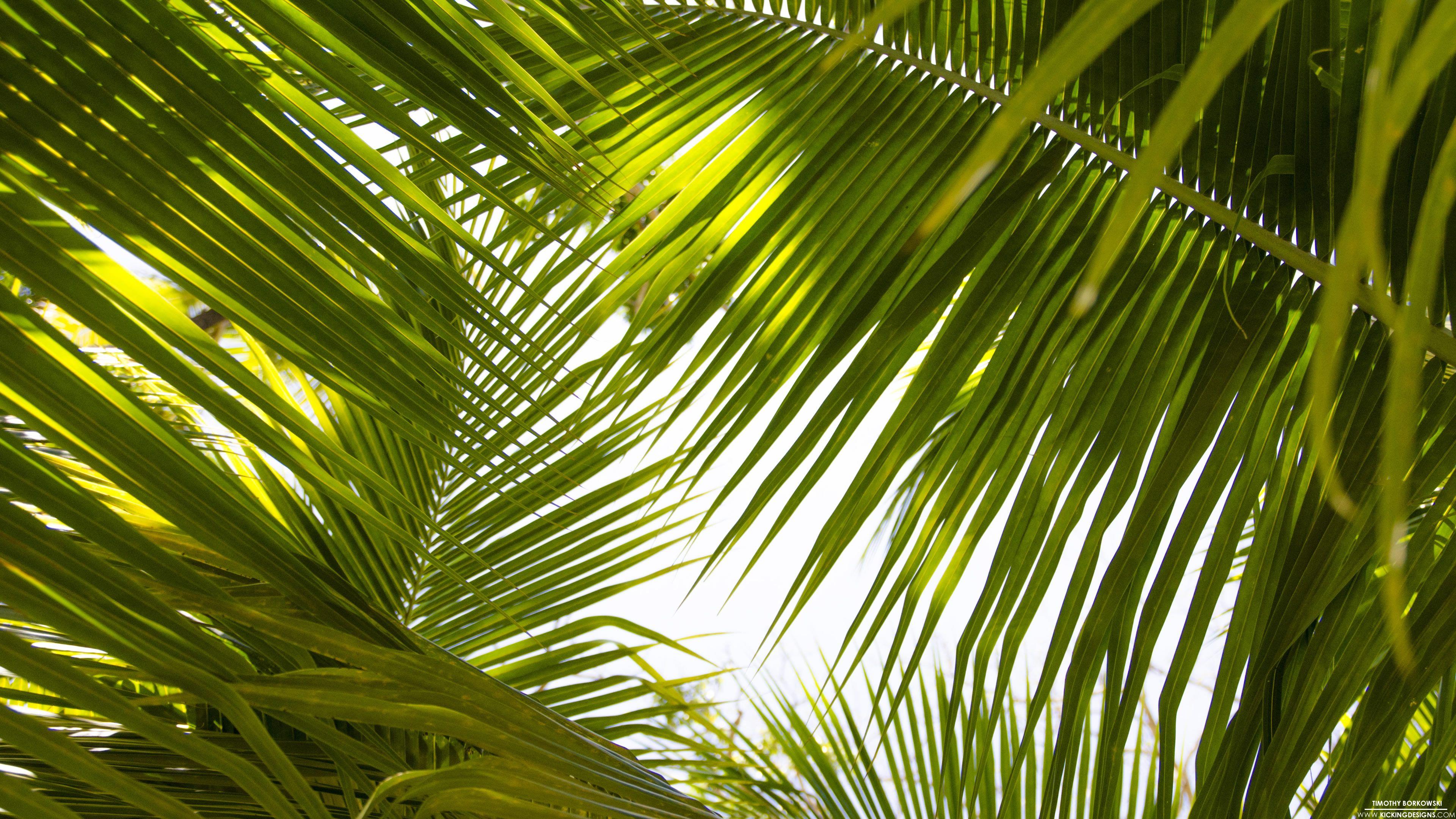 Tropical Leaves Wallpapers - Top Free Tropical Leaves Backgrounds - WallpaperAccess