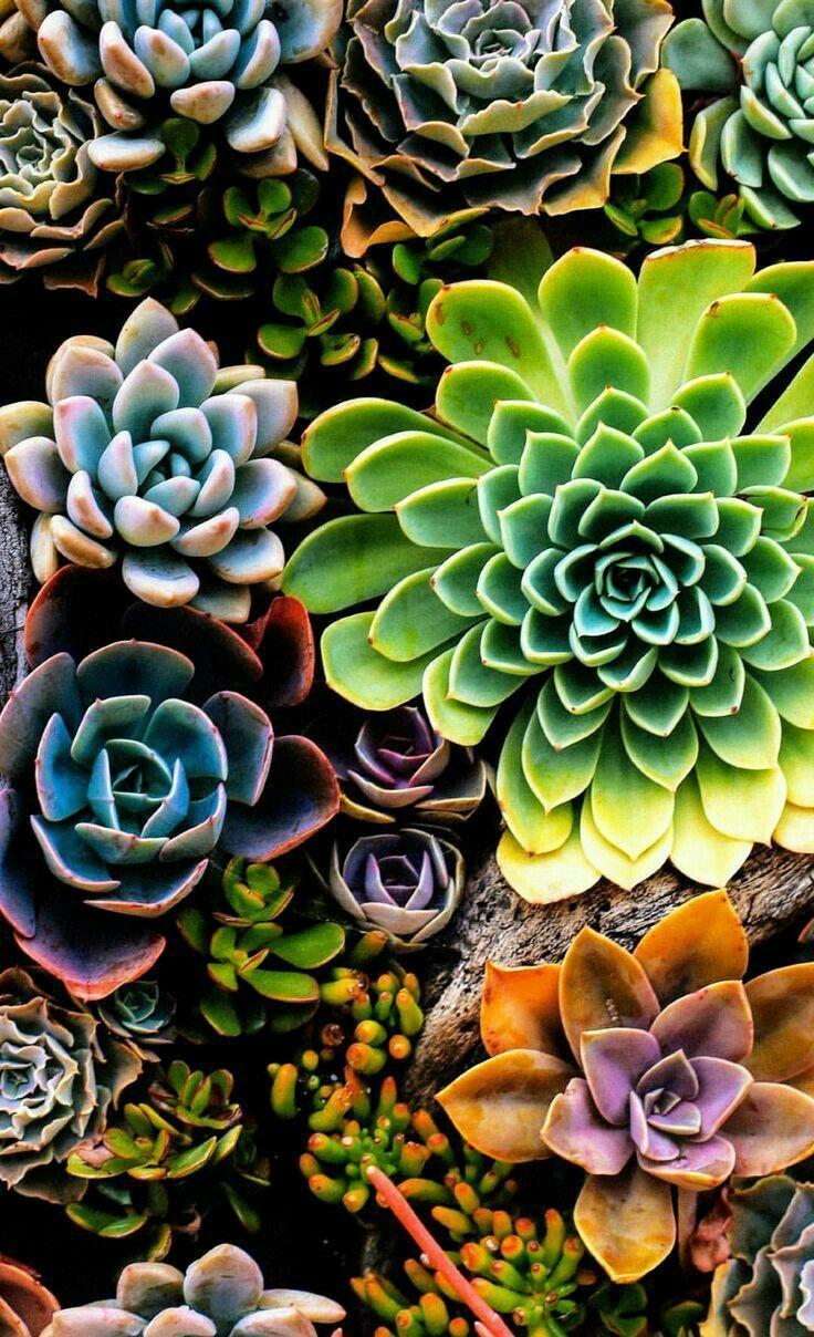 Succulent Wallpapers - Top Free Succulent Backgrounds - WallpaperAccess