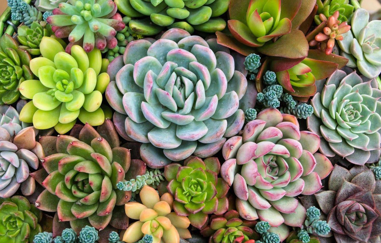 Succulents Desktop Wallpapers - Top Free Succulents Desktop Backgrounds ...