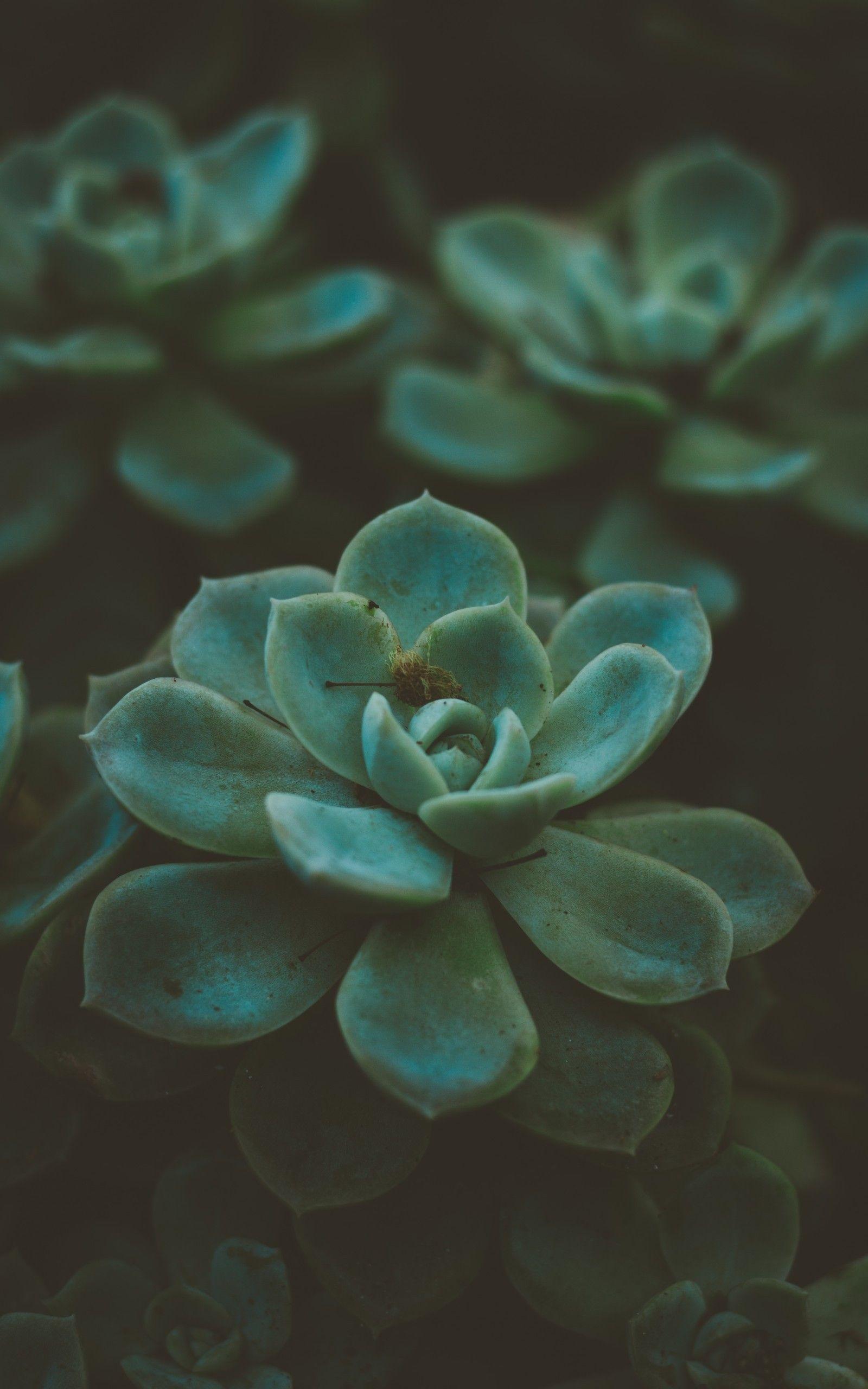Succulent Wallpapers - Top Free Succulent Backgrounds - WallpaperAccess