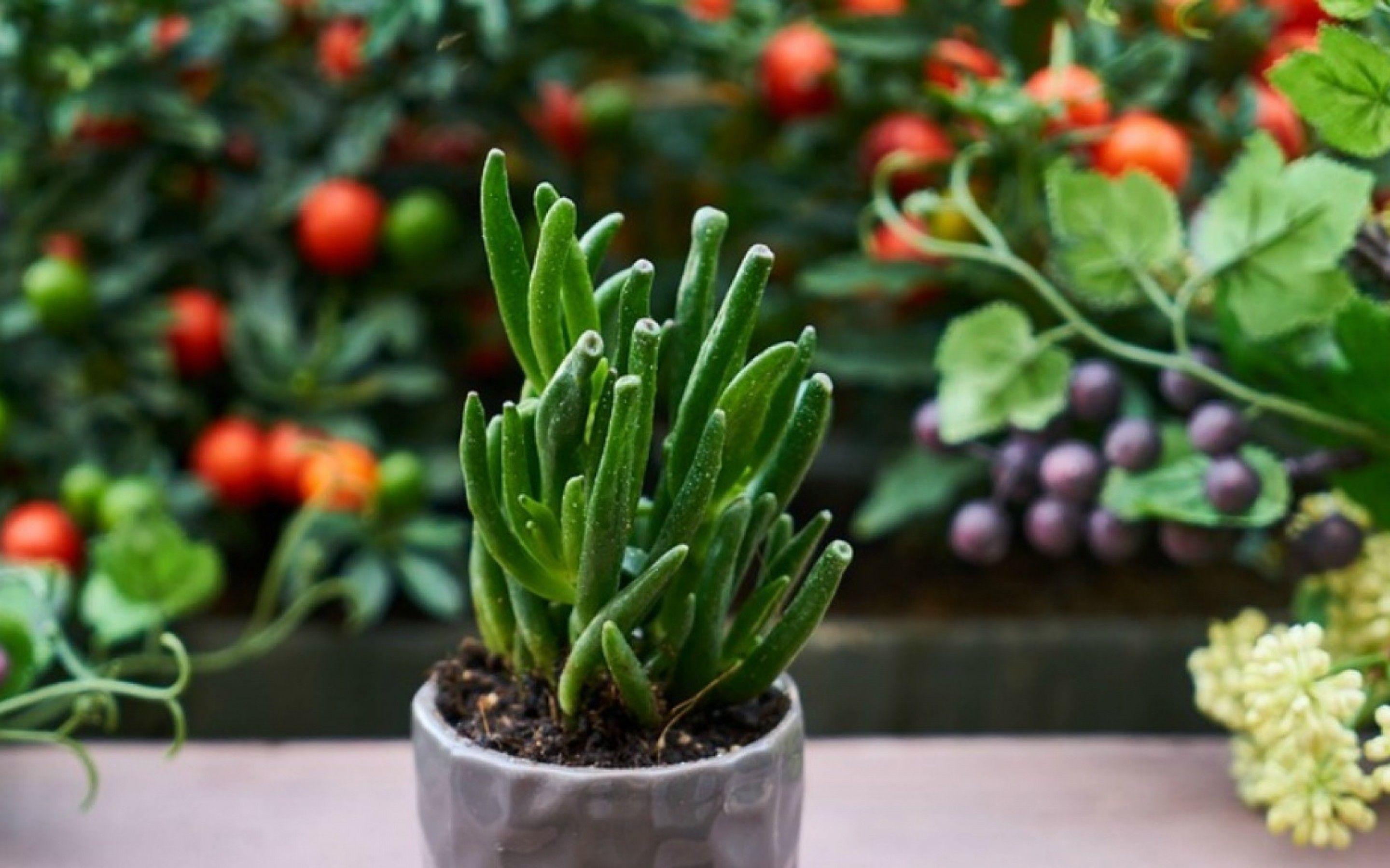 Succulent Wallpapers - Top Free Succulent Backgrounds - WallpaperAccess