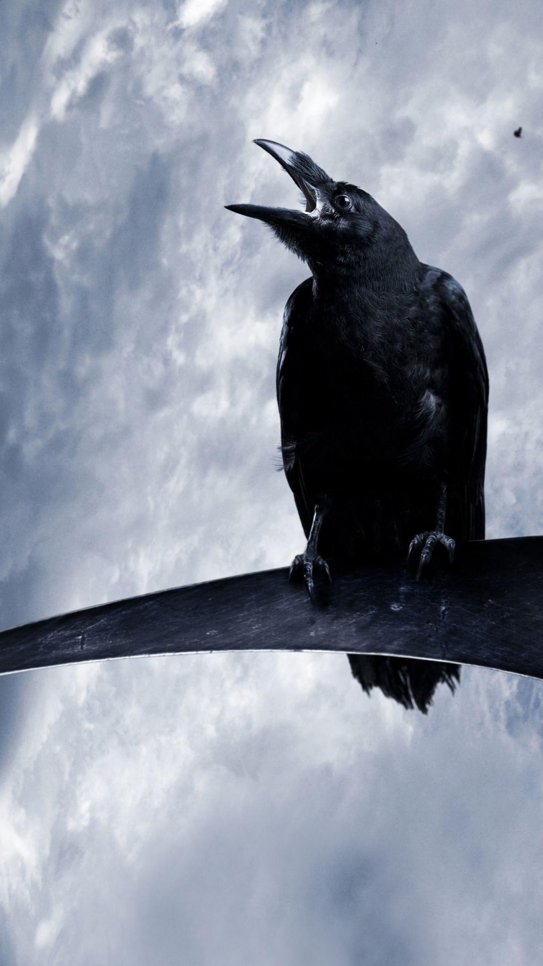 Crow Wallpapers - Top Free Crow Backgrounds - WallpaperAccess