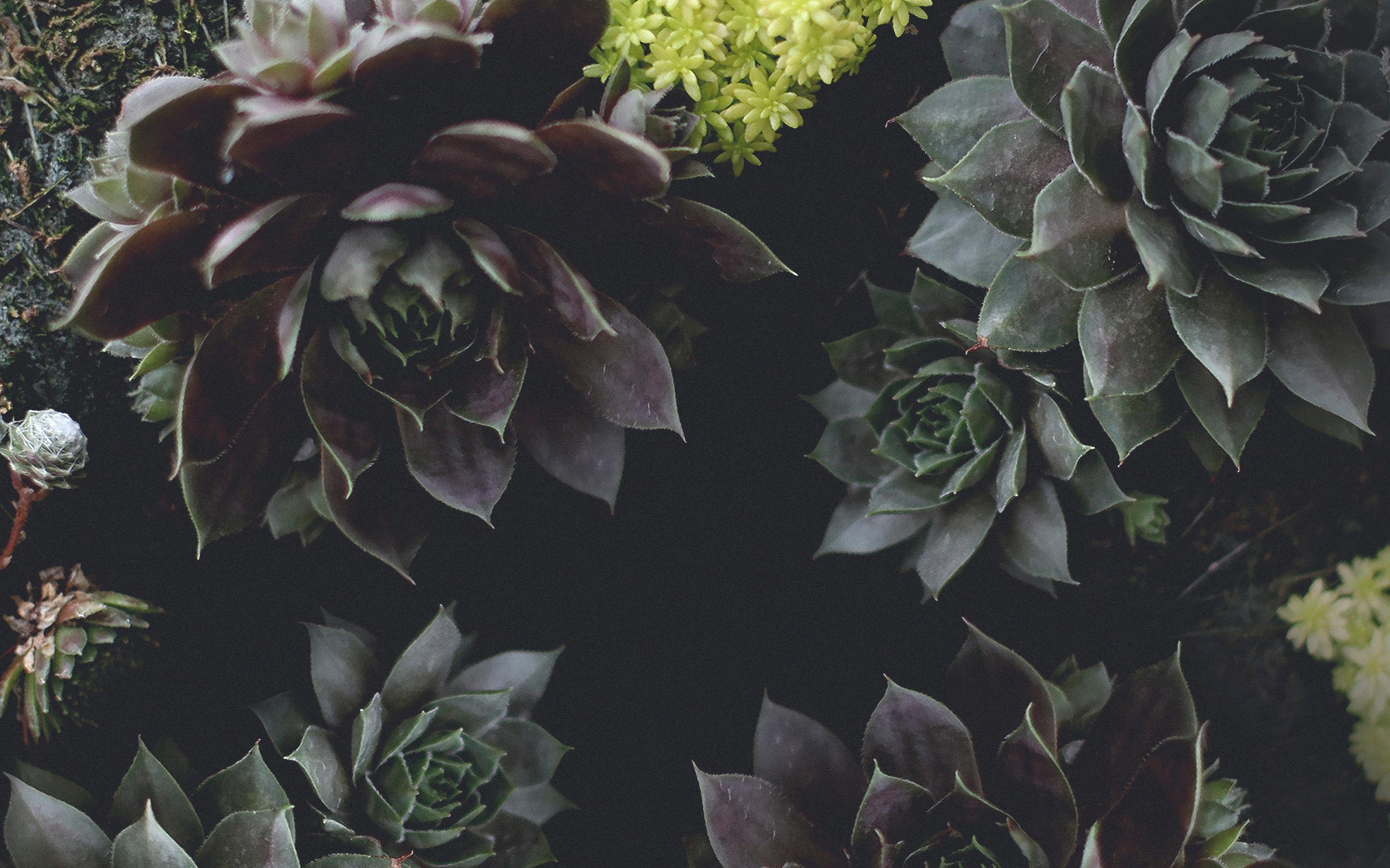 Succulent Wallpapers - Top Free Succulent Backgrounds - WallpaperAccess