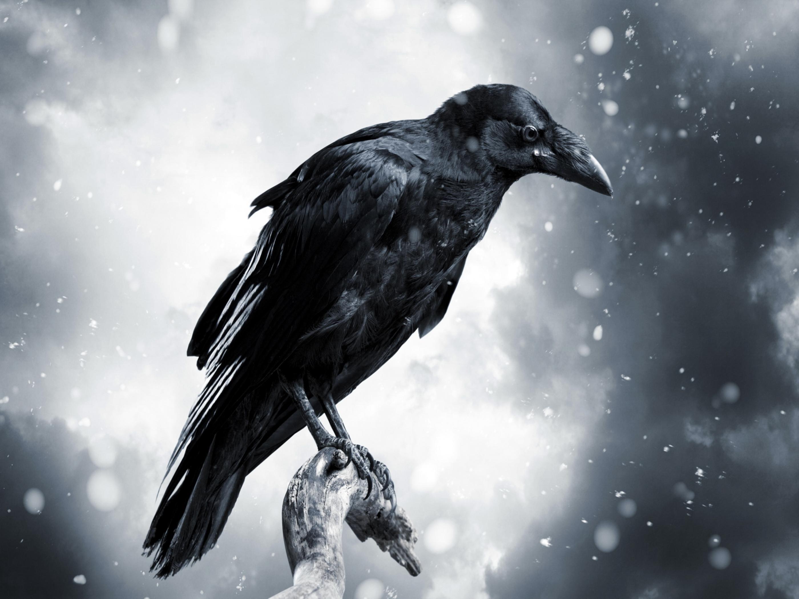 Crow Wallpapers - Top Free Crow Backgrounds - WallpaperAccess
