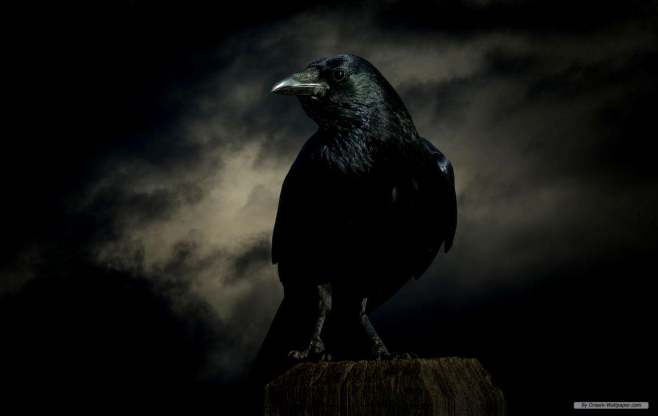 Crow Wallpapers - Top Free Crow Backgrounds - WallpaperAccess