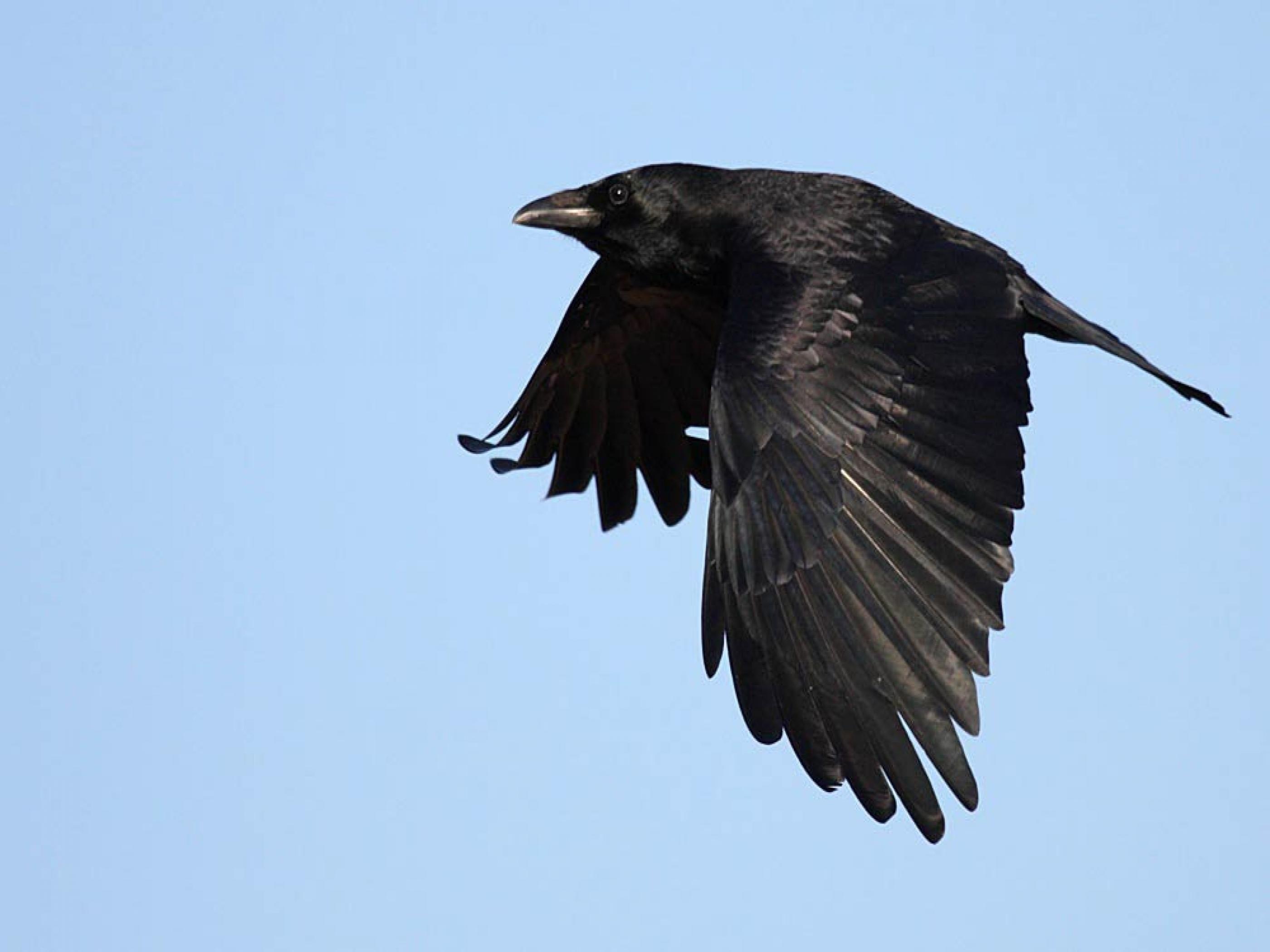 Crow Wallpapers - Top Free Crow Backgrounds - WallpaperAccess