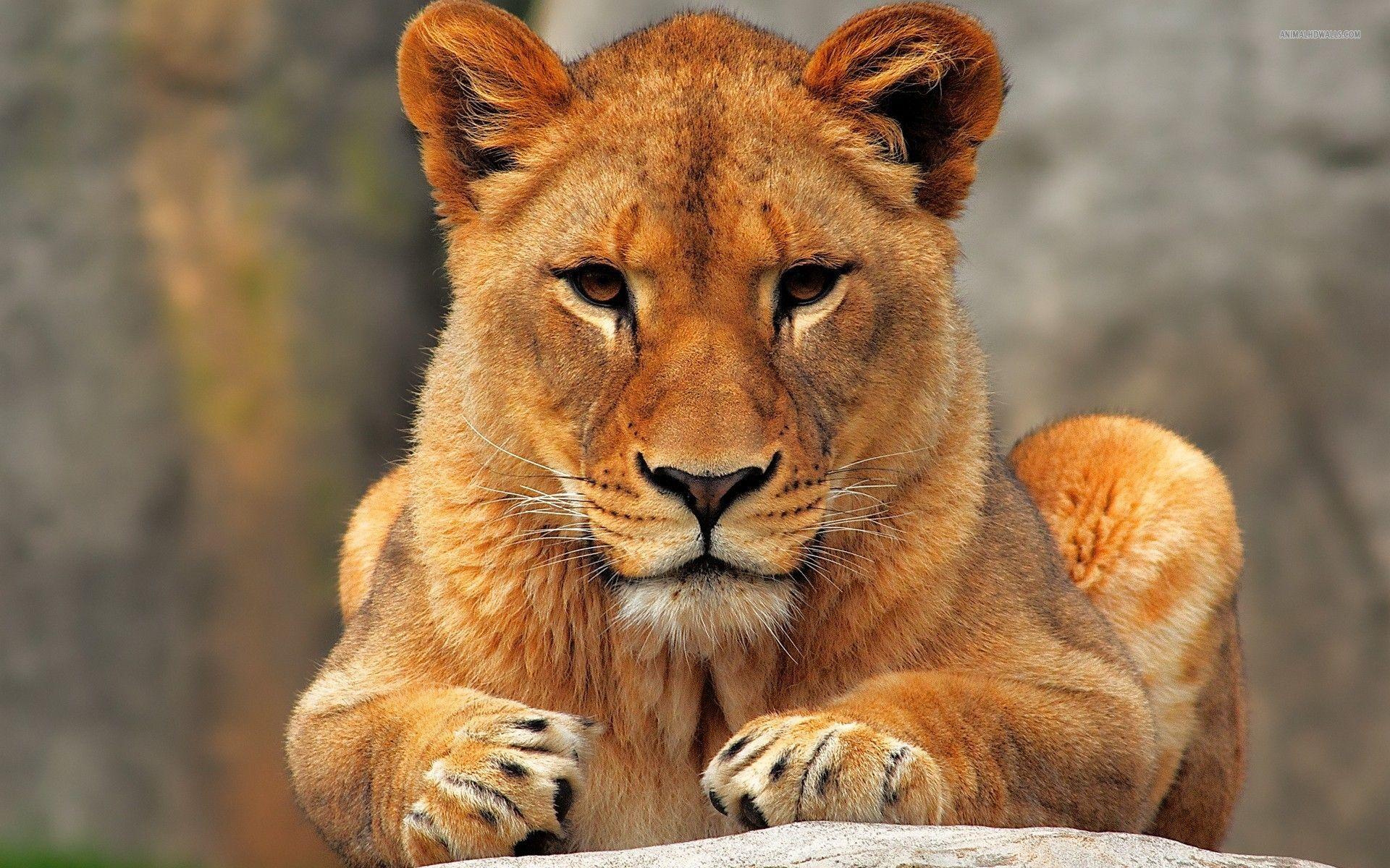 Lioness Wallpapers - Top Free Lioness Backgrounds - WallpaperAccess