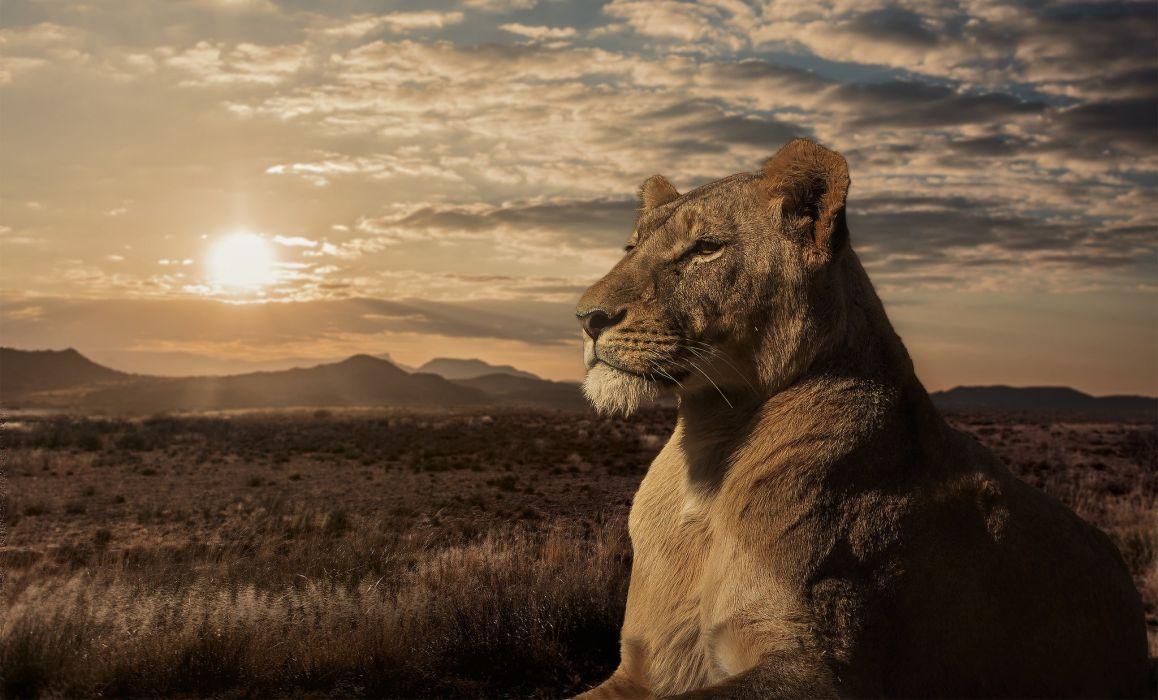 Lion Sunset Wallpapers - Top Free Lion Sunset Backgrounds - WallpaperAccess