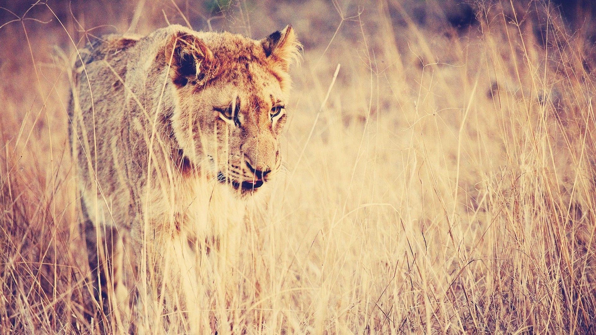 Lioness Wallpapers - Top Free Lioness Backgrounds - WallpaperAccess