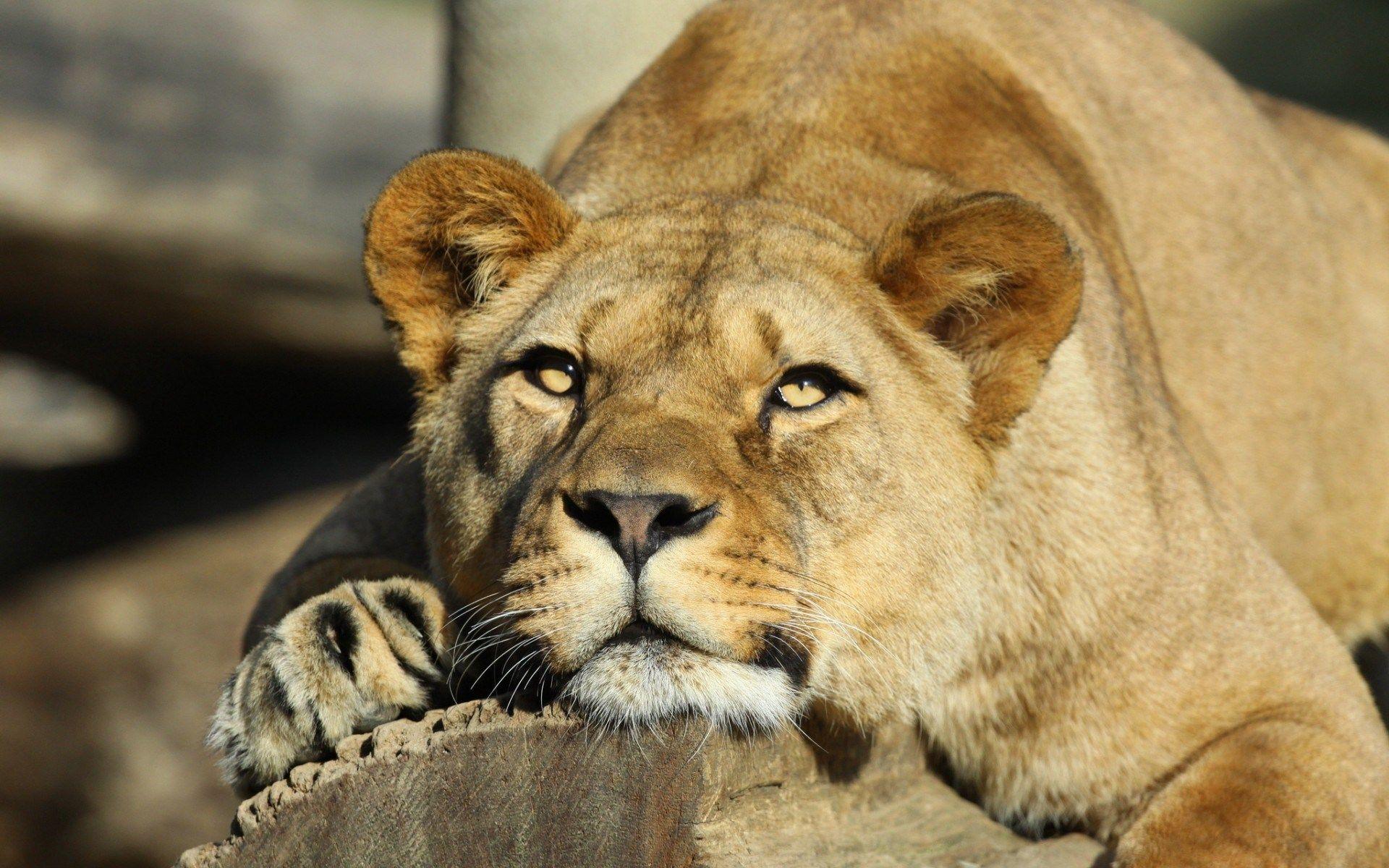 Lioness Wallpapers - Top Free Lioness Backgrounds - WallpaperAccess