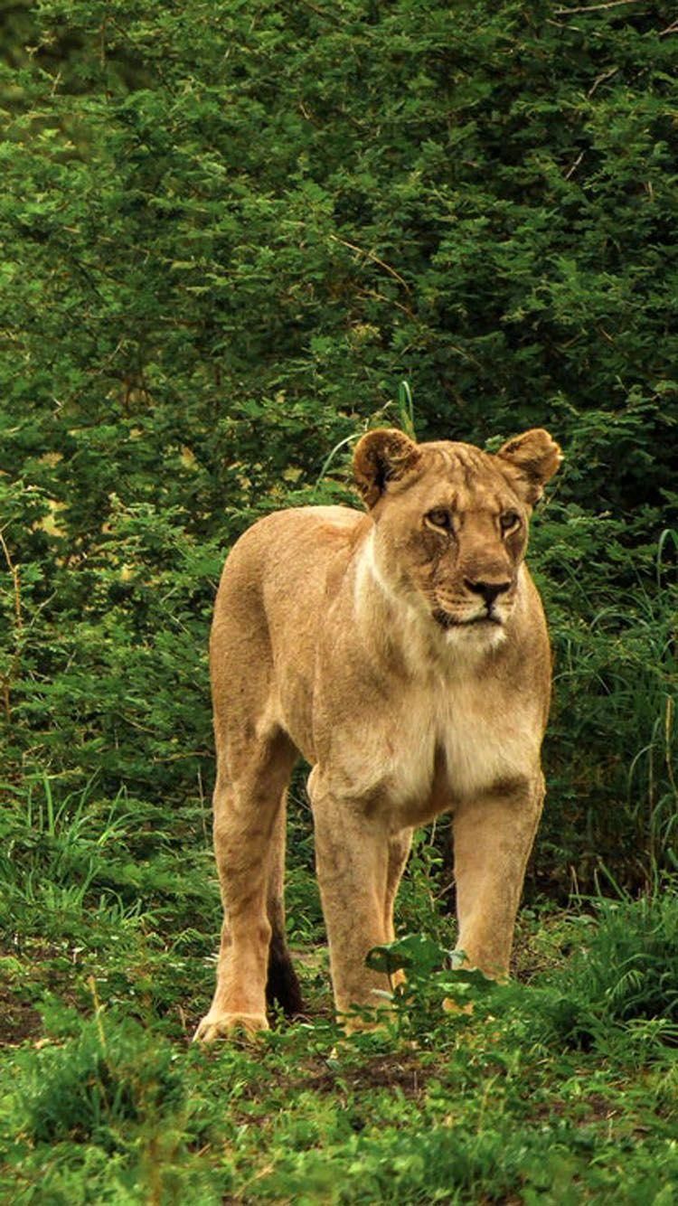 Lioness Wallpapers - Top Free Lioness Backgrounds - WallpaperAccess