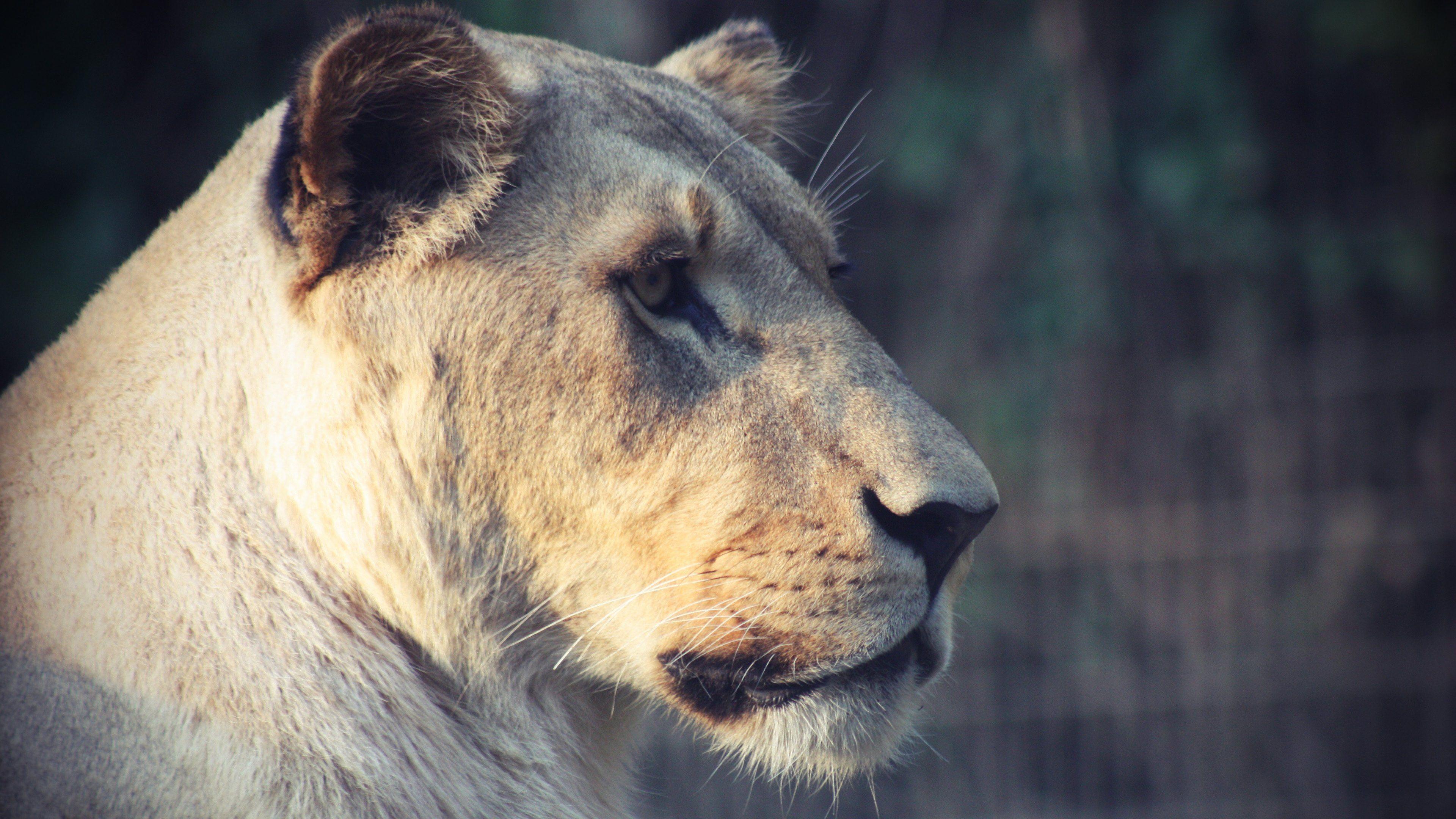 Lioness Wallpapers - Top Free Lioness Backgrounds - WallpaperAccess