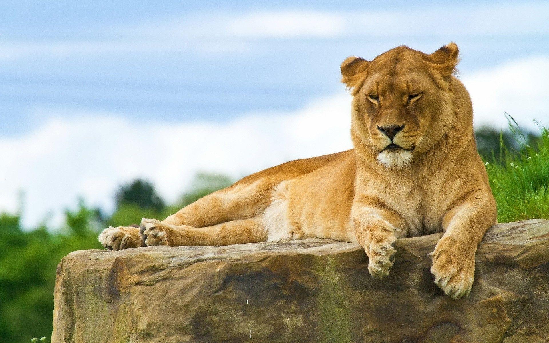 Lioness Wallpapers - Top Free Lioness Backgrounds - WallpaperAccess