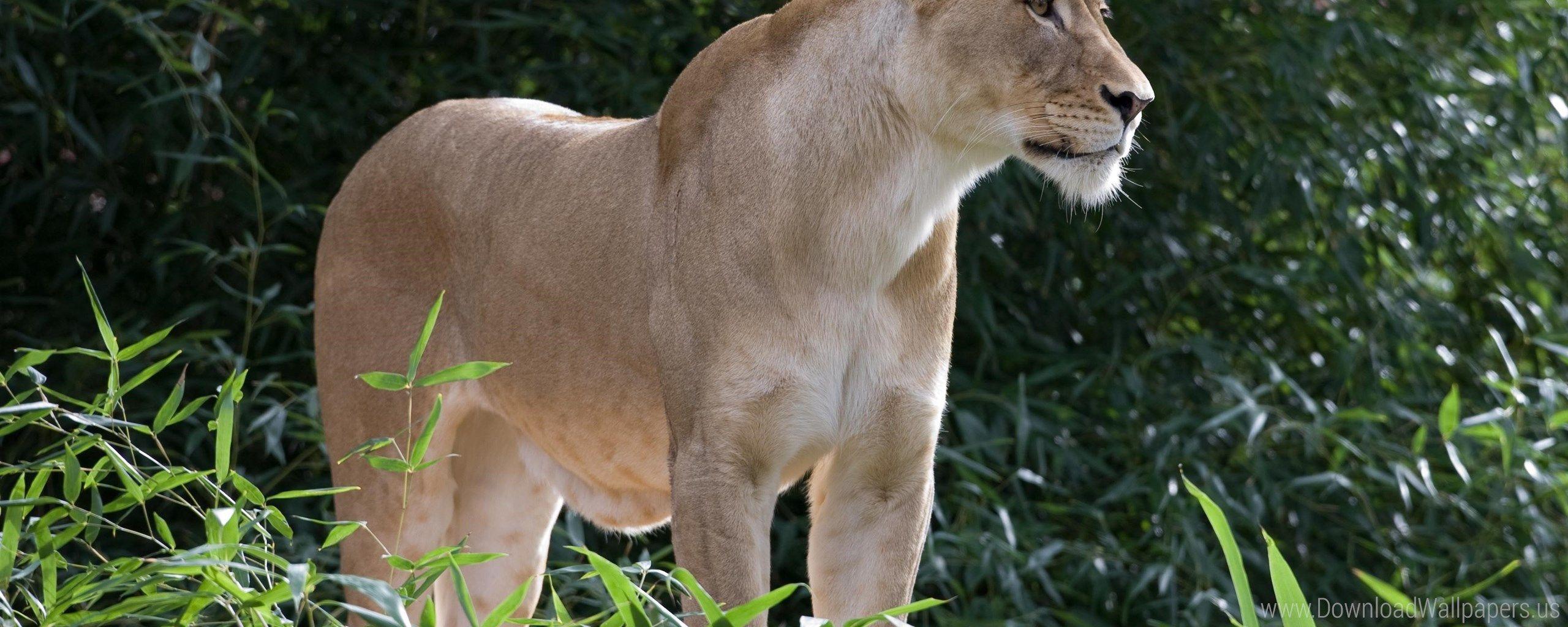 Lioness Wallpapers - Top Free Lioness Backgrounds - WallpaperAccess