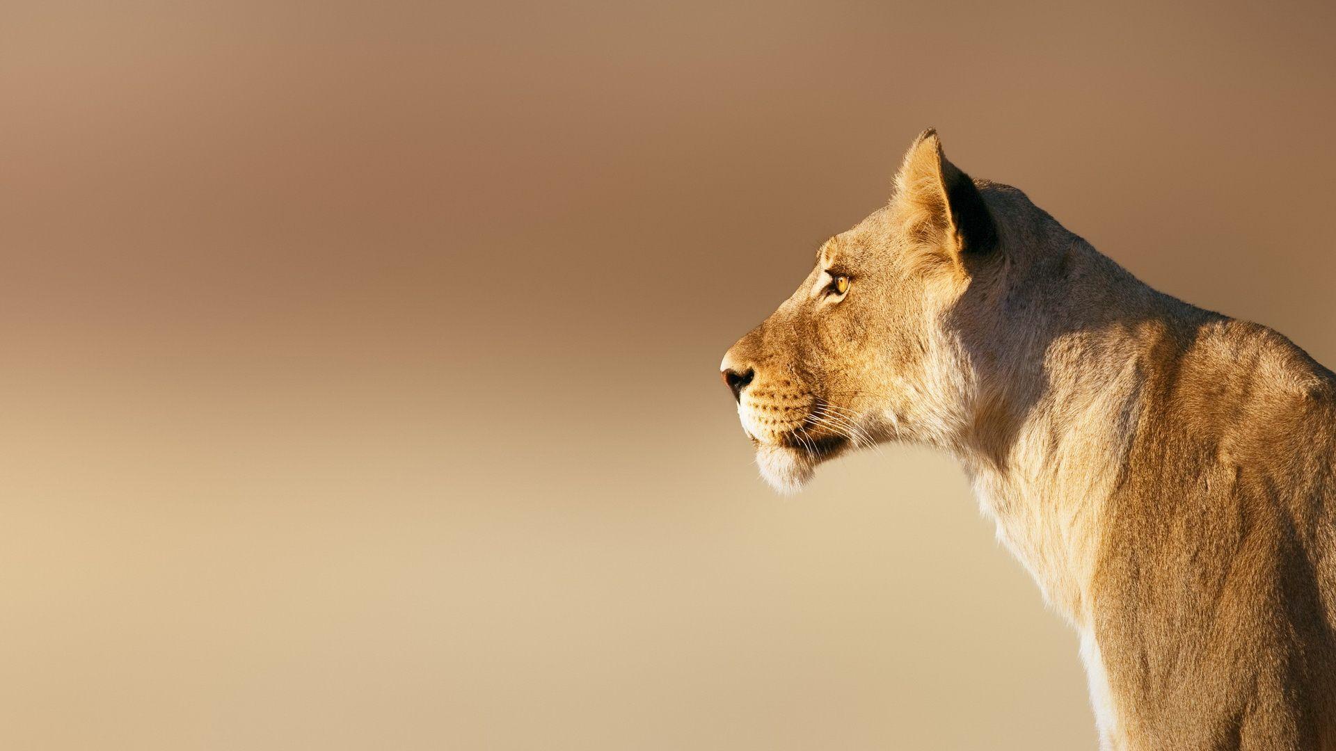 Lioness Wallpapers - Top Free Lioness Backgrounds - WallpaperAccess
