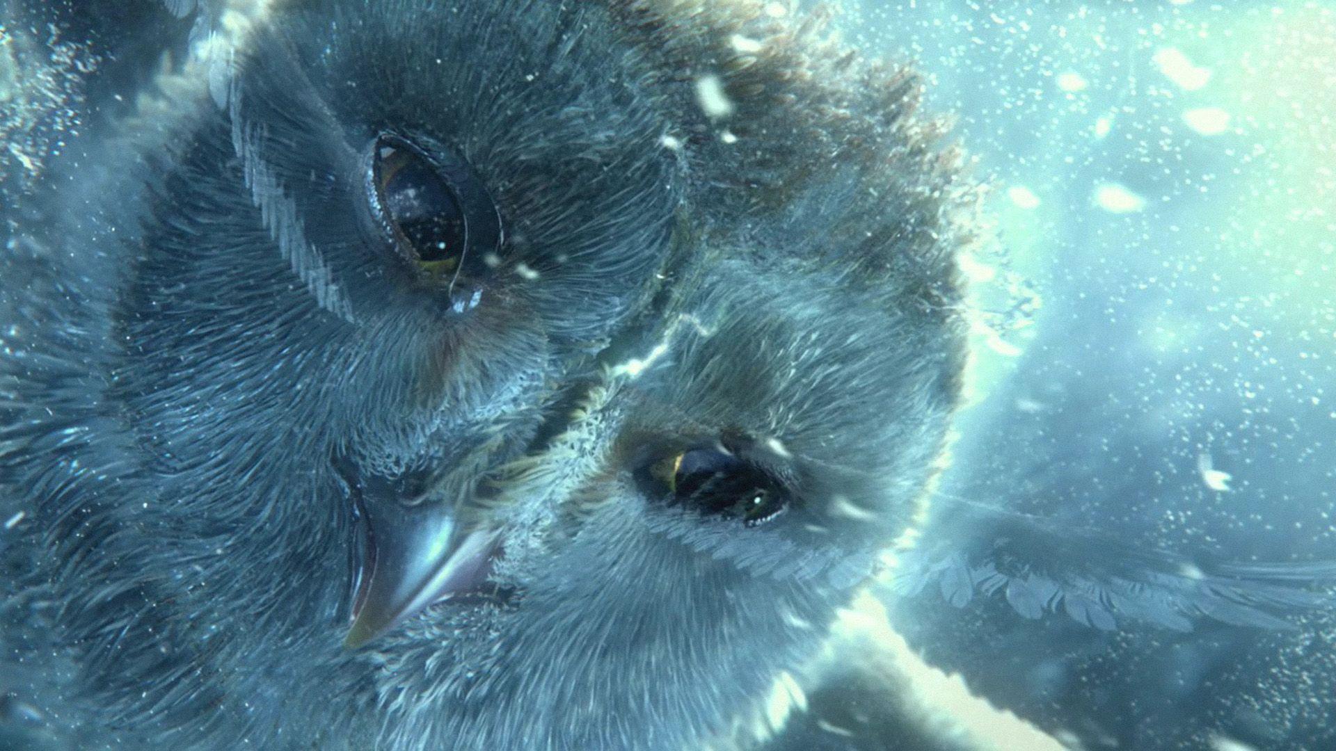 Hedwig Wallpapers - Top Free Hedwig Backgrounds - WallpaperAccess