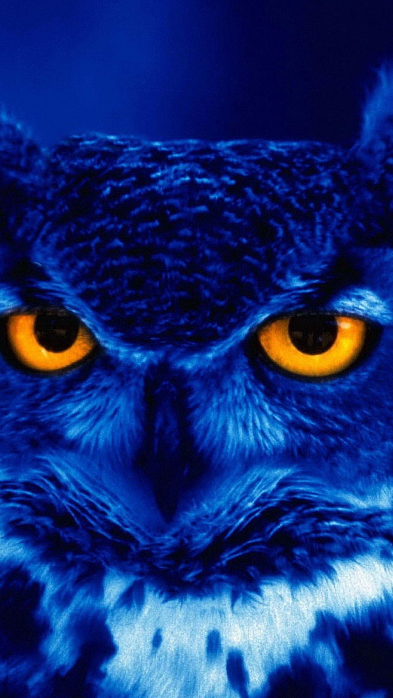 Night Owl Wallpapers - Top Free Night Owl Backgrounds - WallpaperAccess