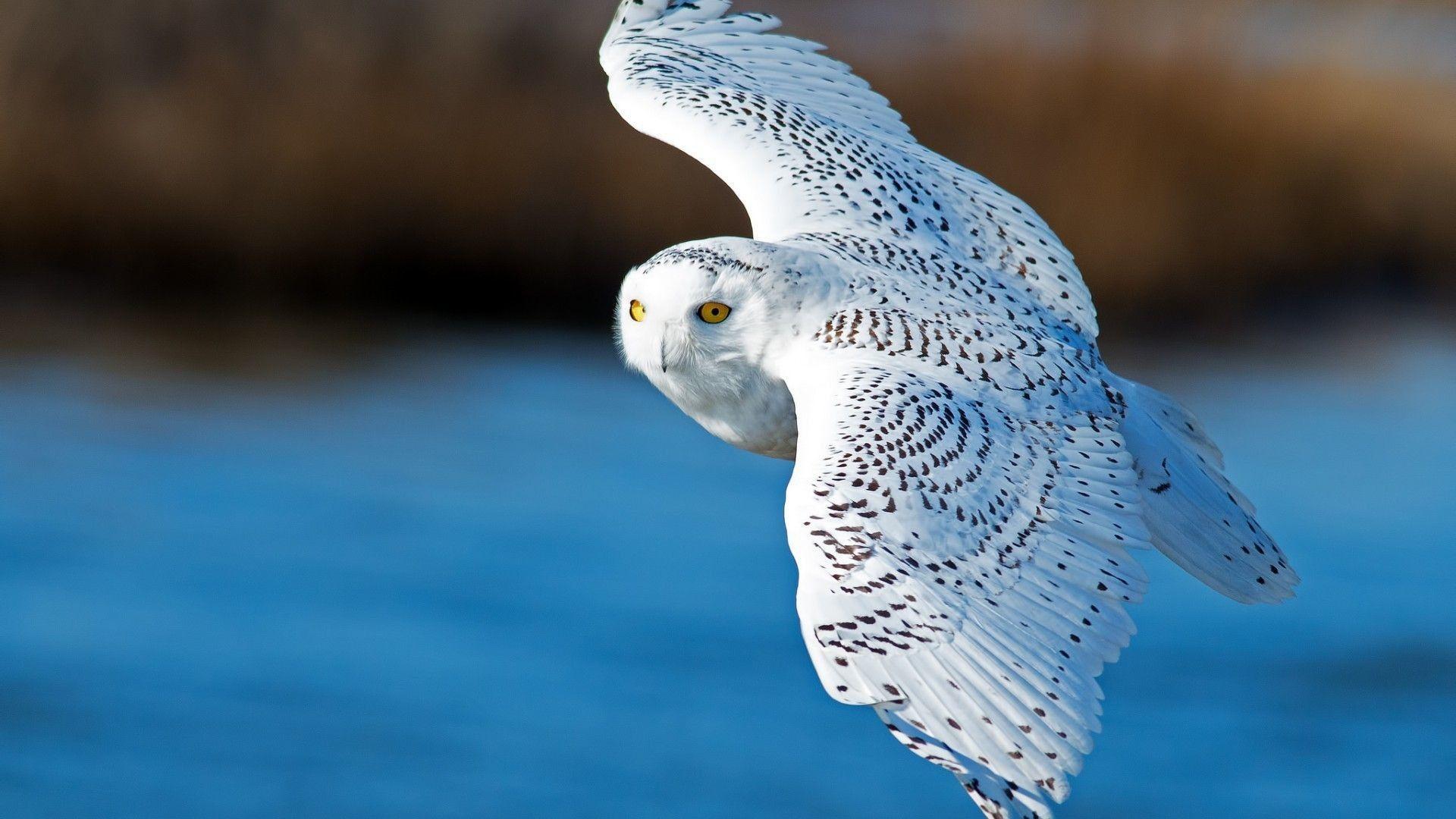 White Owl Wallpapers - Top Free White Owl Backgrounds - WallpaperAccess