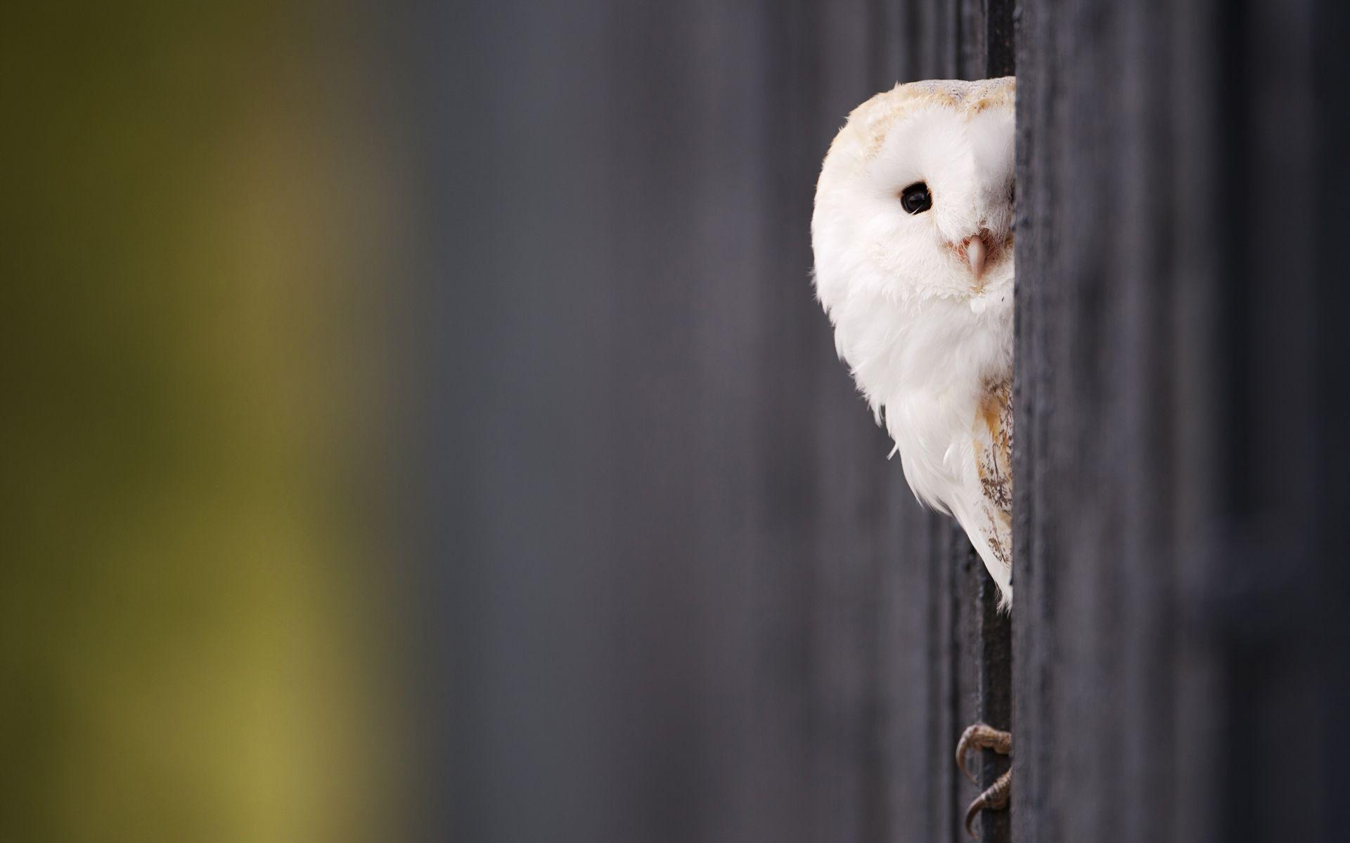 White Owl Wallpapers - Top Free White Owl Backgrounds - WallpaperAccess