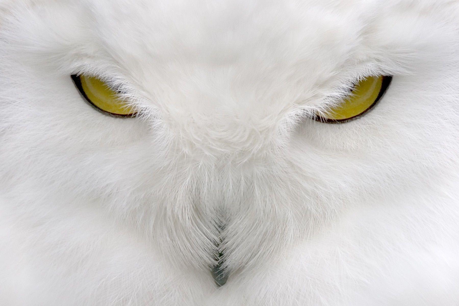 White Owl Wallpapers - Top Free White Owl Backgrounds - WallpaperAccess