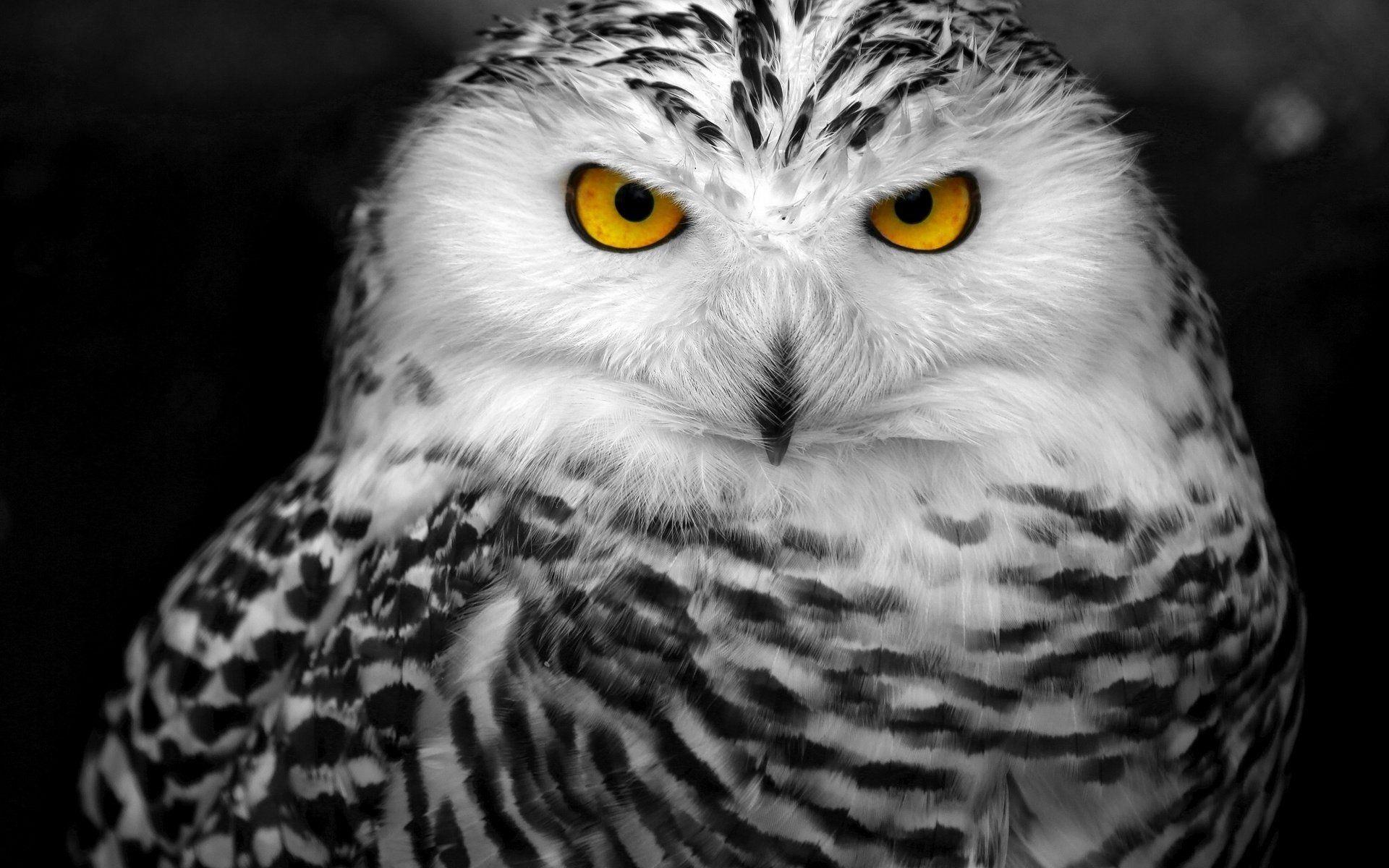 White Owl Wallpapers - Top Free White Owl Backgrounds - WallpaperAccess