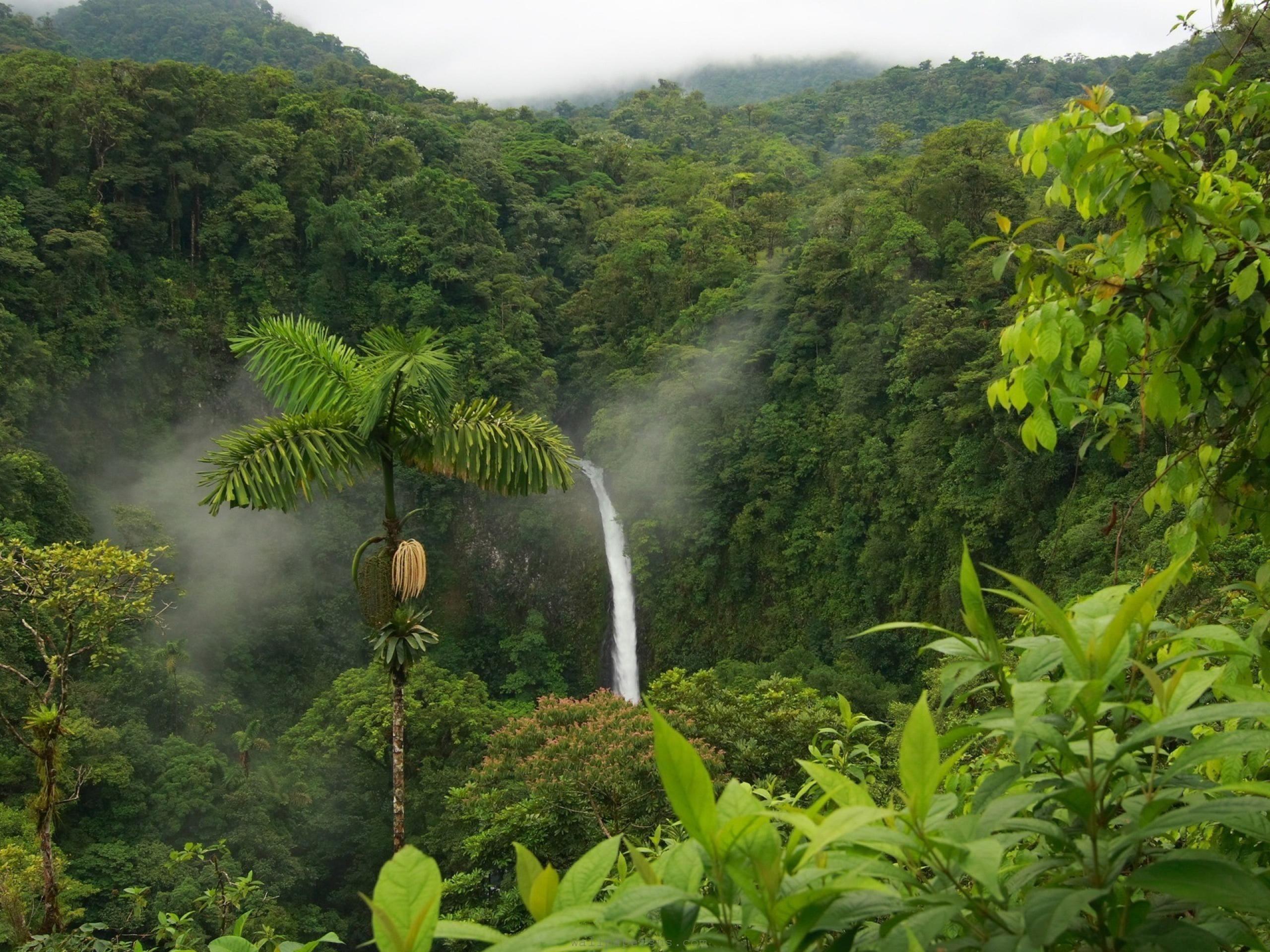 Rainforest Wallpapers - Top Free Rainforest Backgrounds - WallpaperAccess