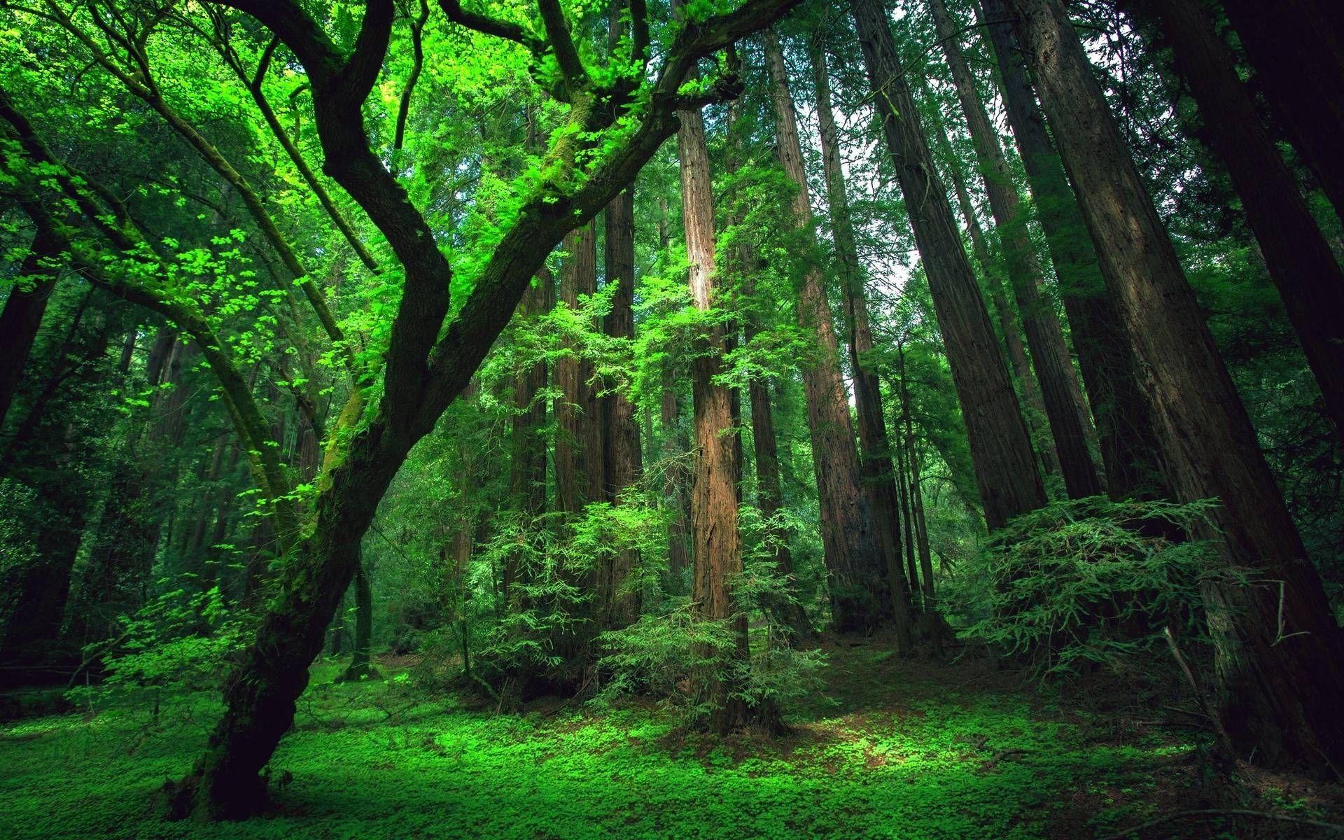 Rainforest Wallpapers - Top Free Rainforest Backgrounds - WallpaperAccess