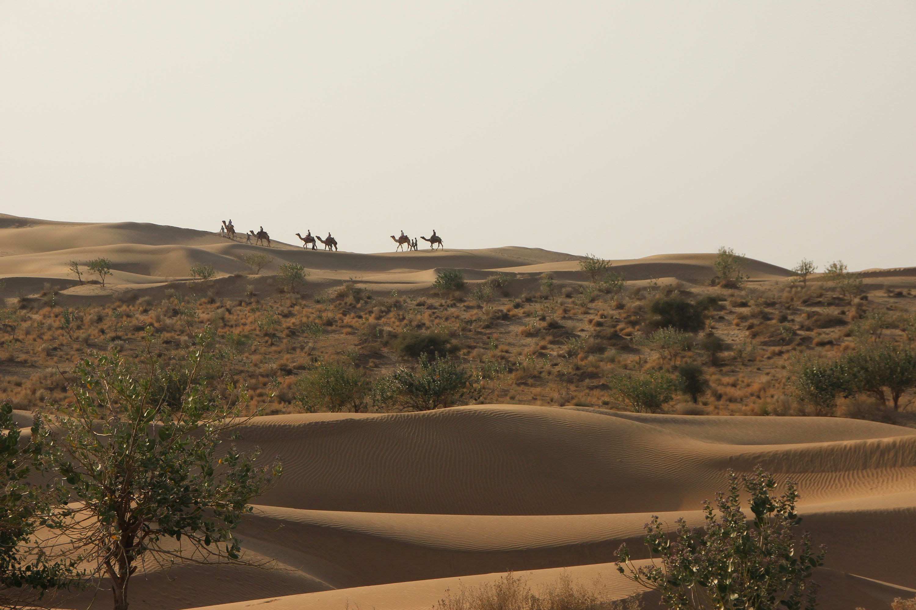Thar Desert Wallpapers - Top Free Thar Desert Backgrounds - WallpaperAccess