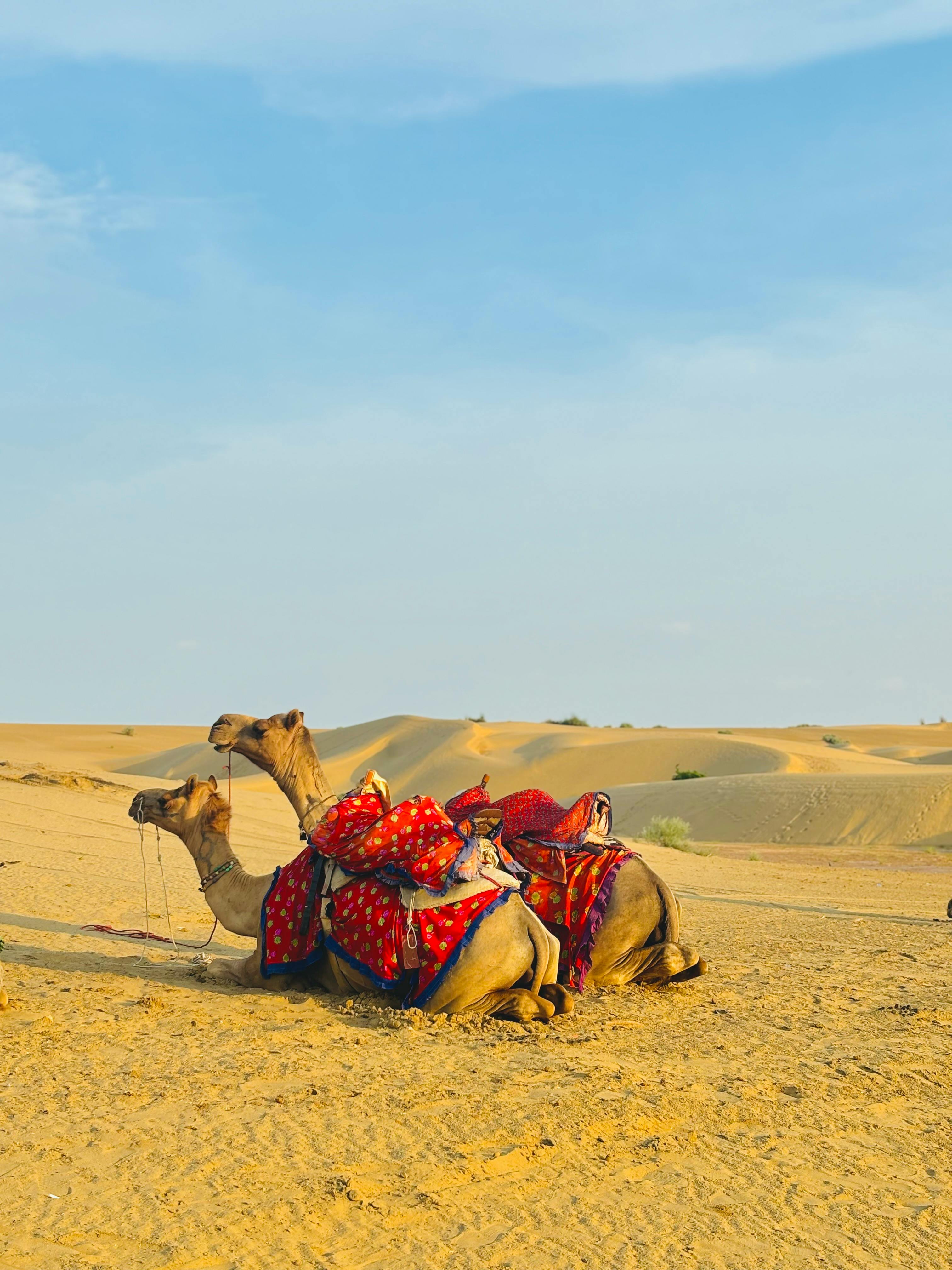 Thar Desert Wallpapers - Top Free Thar Desert Backgrounds - WallpaperAccess