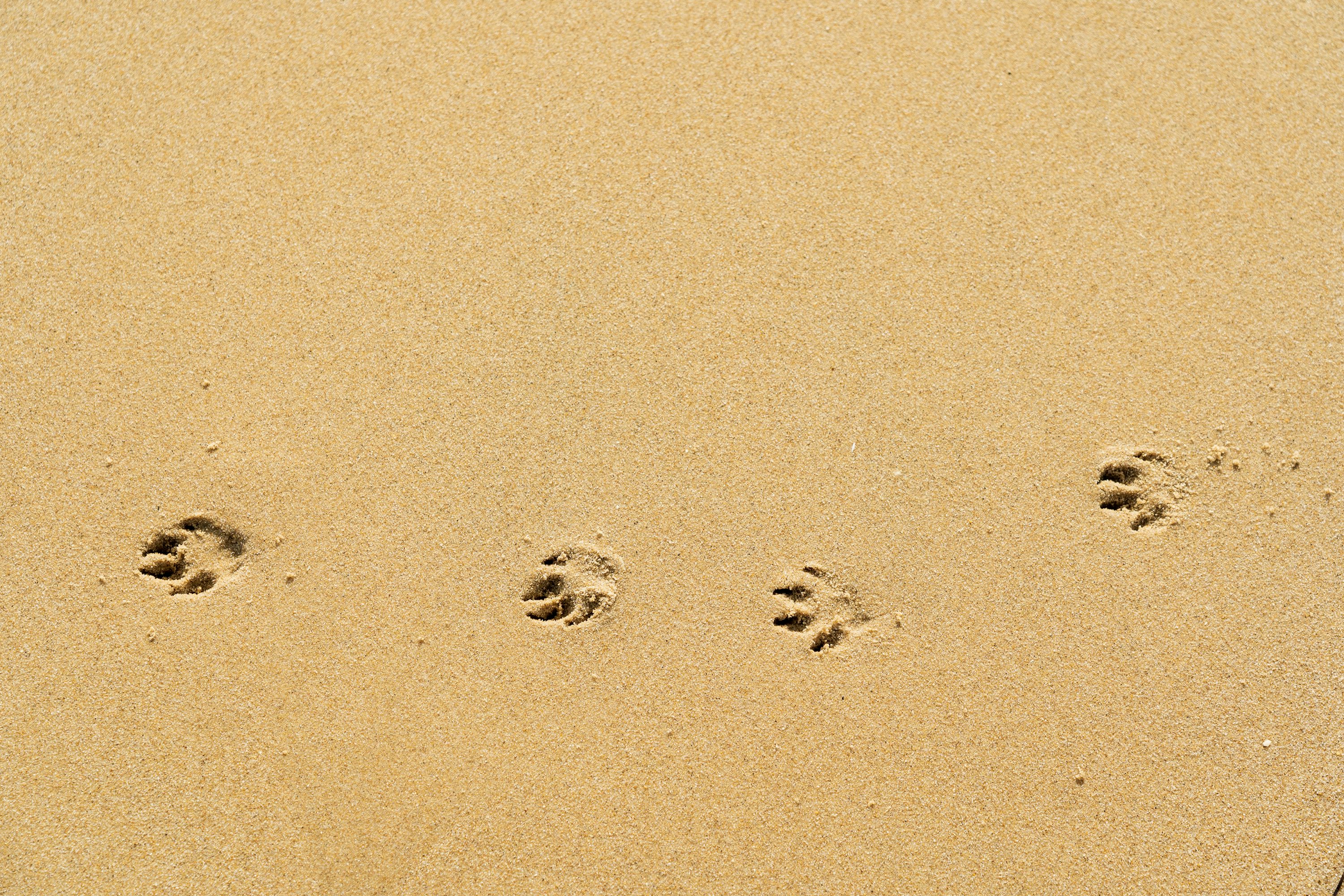 Paw Prints Wallpapers - Top Free Paw Prints Backgrounds - WallpaperAccess