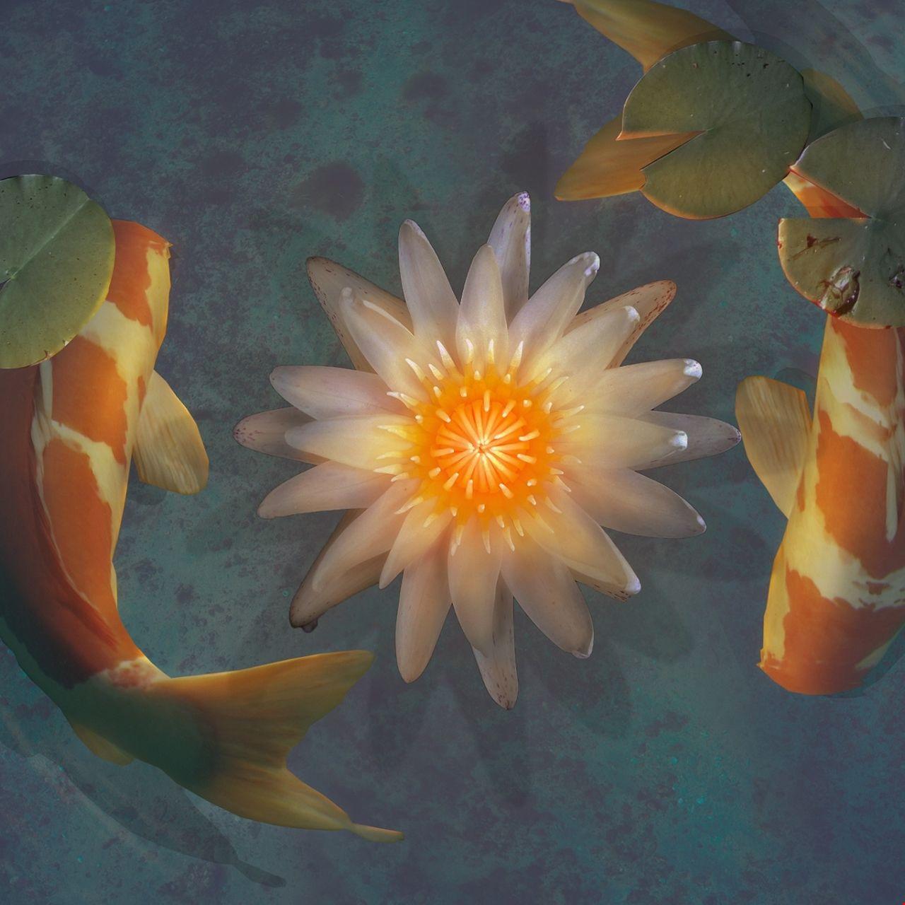 Koi Painting Wallpapers - Top Free Koi Painting Backgrounds ...