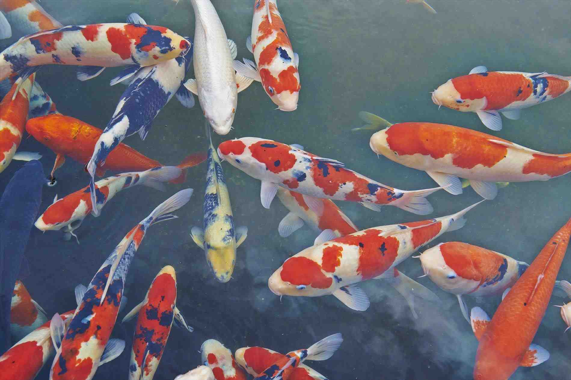 Koi Painting Wallpapers - Top Free Koi Painting Backgrounds ...
