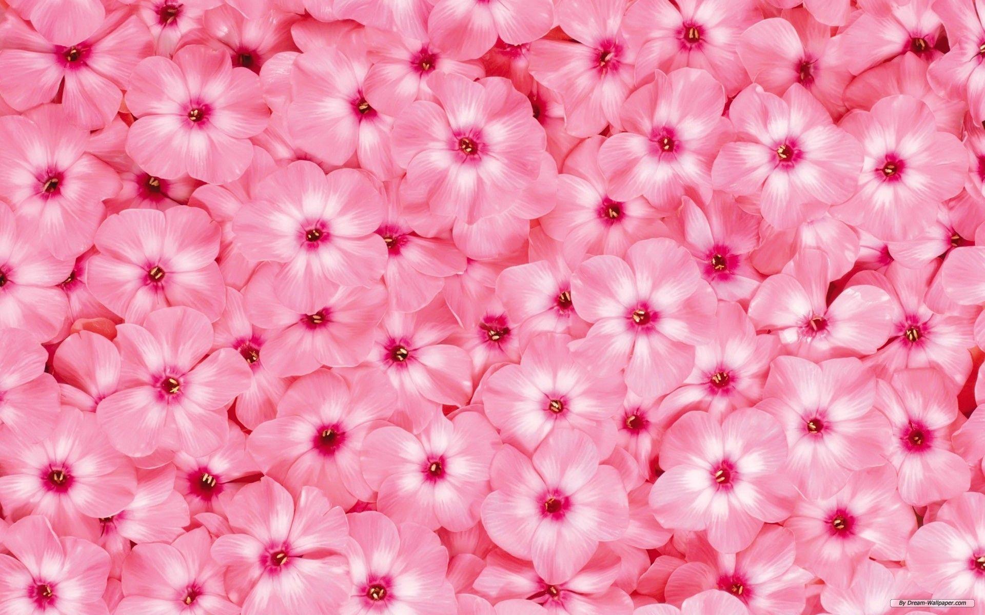 Beautiful Pink Flower Wallpapers - Top Free Beautiful Pink Flower ...